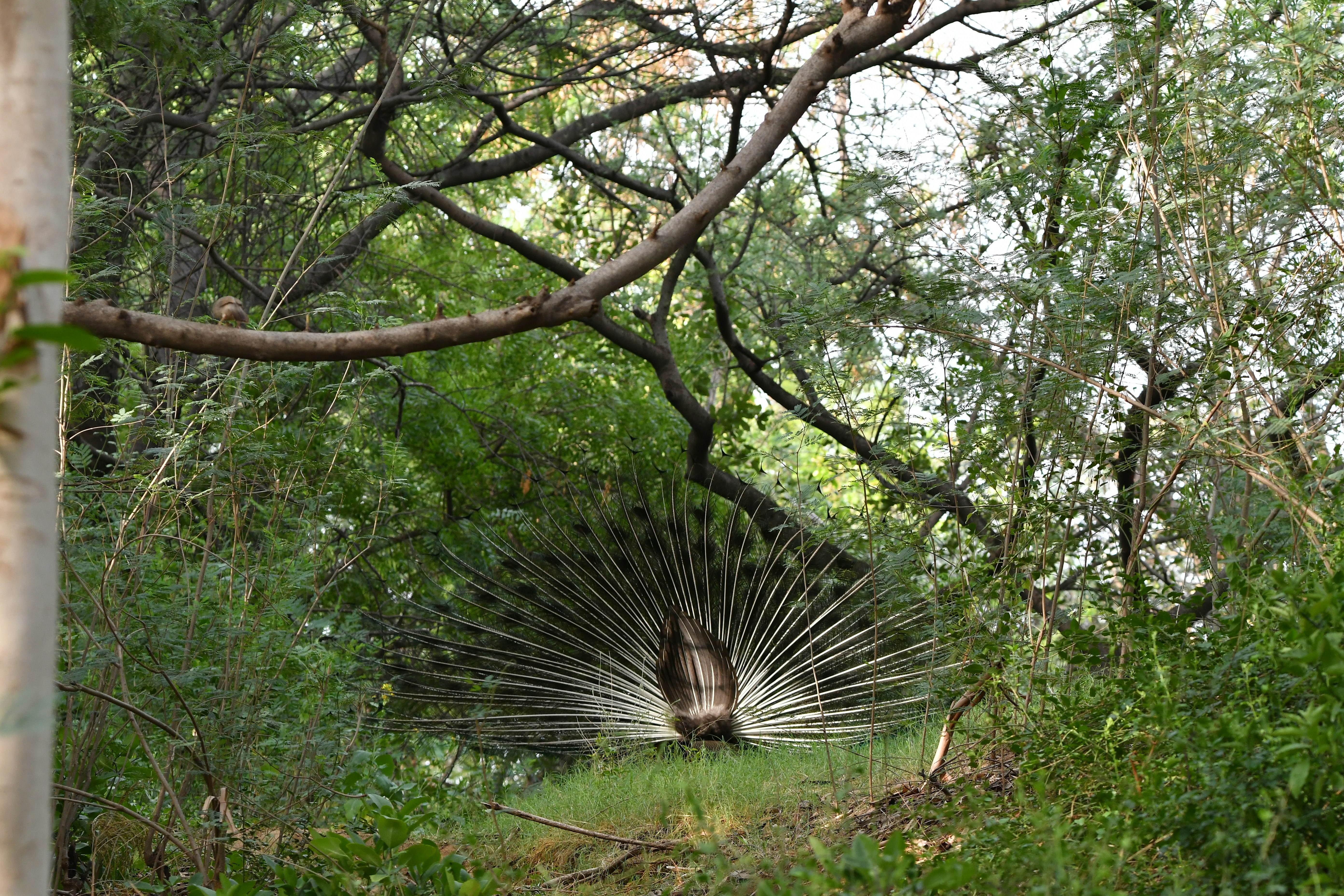 Fan Display in Quiet Glade
