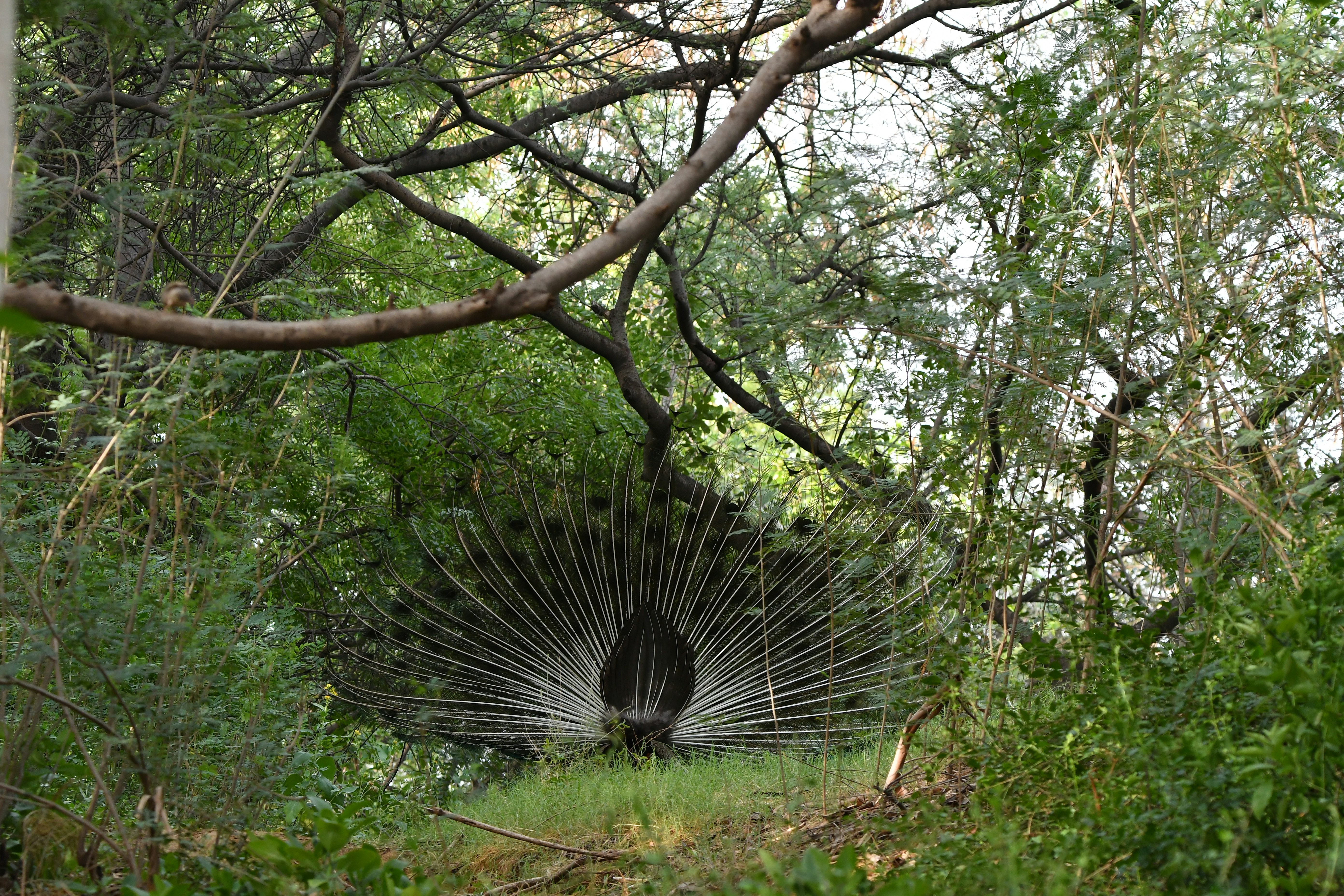 Fan of Dark Ferns: A Pinecone-Seeded Clearing with a Circular Pleated Structure