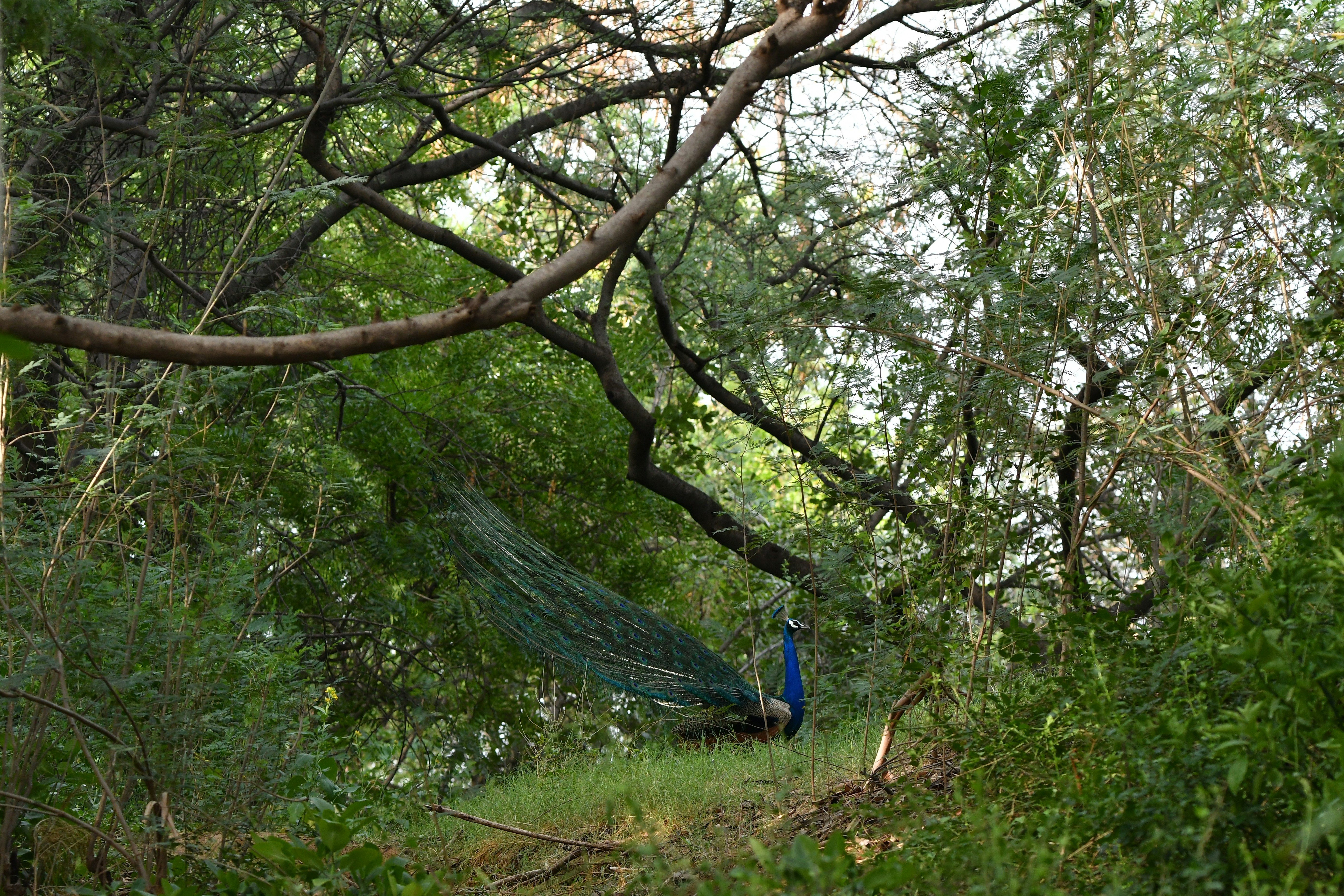 Hammock Between Boughs: A Quiet Forest Rest