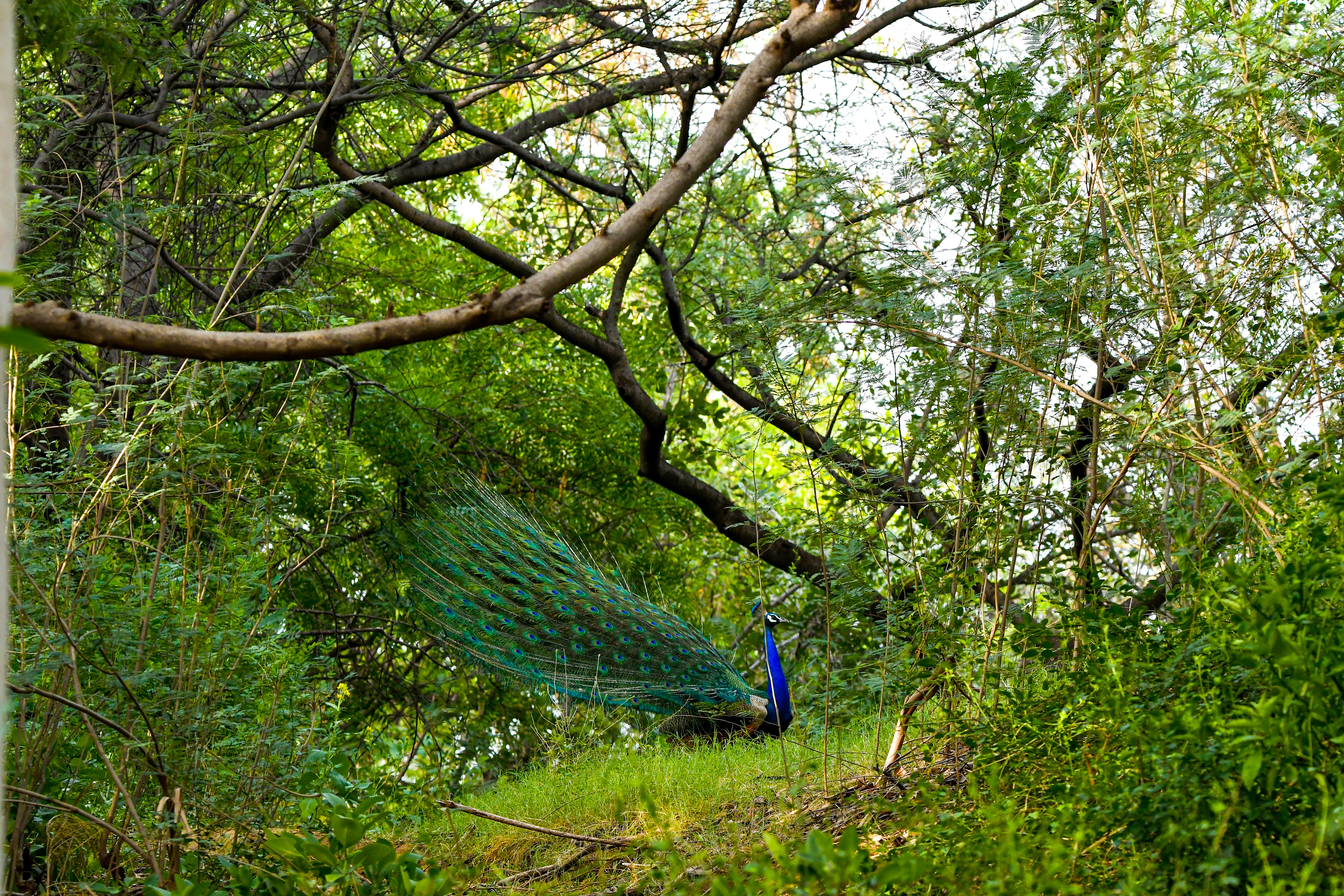 Tangled Branches Over a Hidden Patch: A Peek at a Netted Shelter