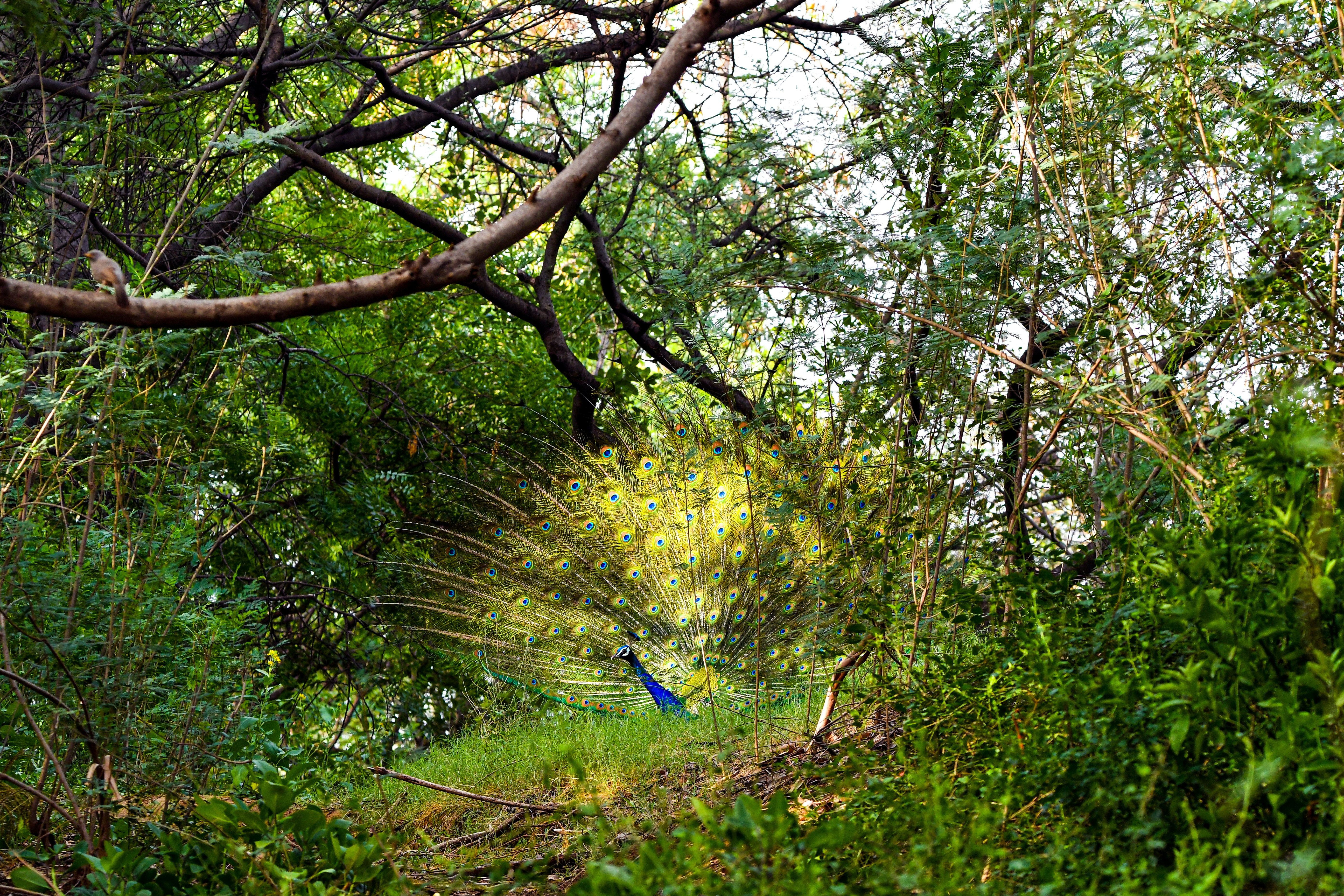 Emerald Veil: A Peafowl Unfurls Its Tail in a Quiet Forest Glade