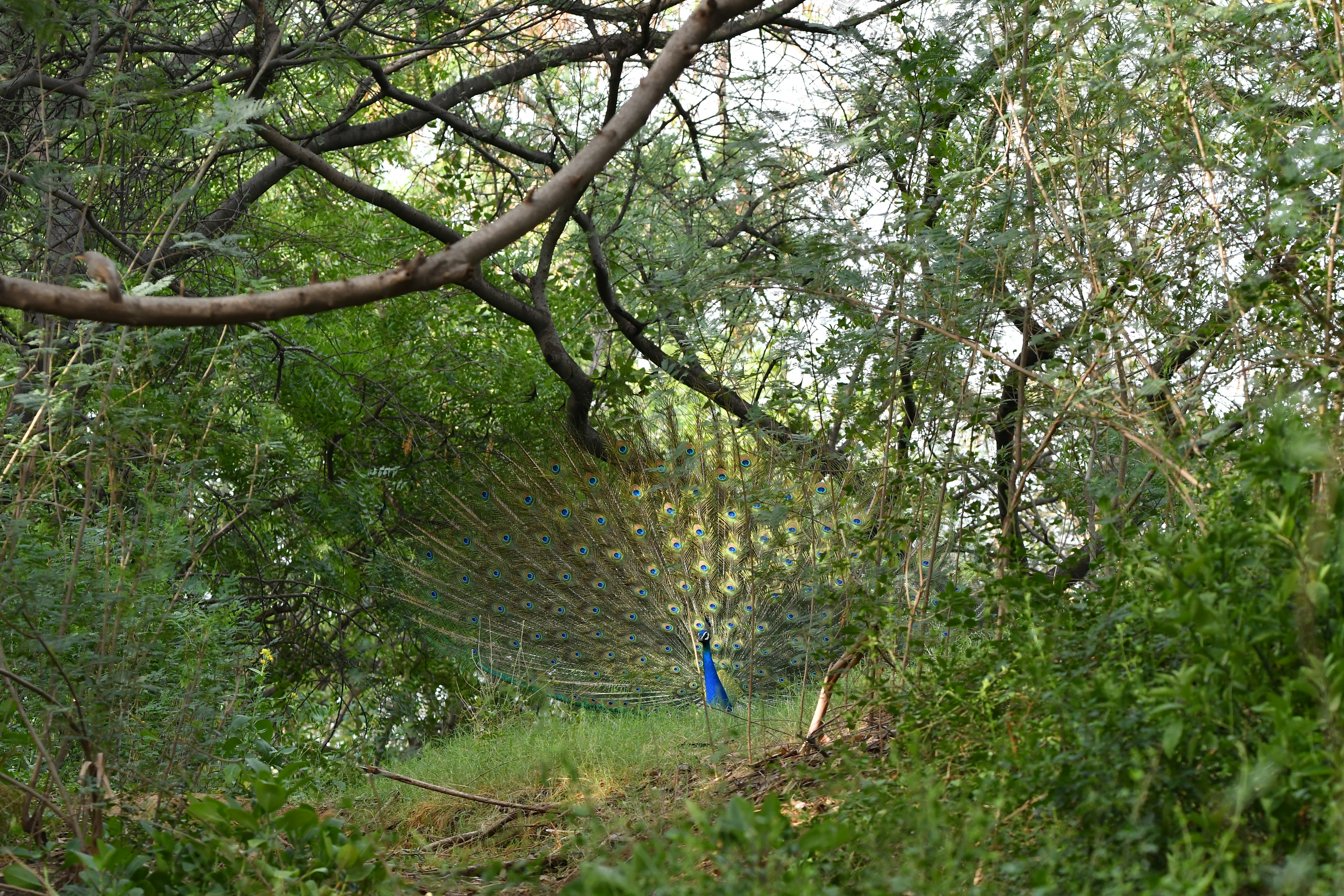 Emerald Display: A Peacock Unfurls Its Veil in a Green Clearing