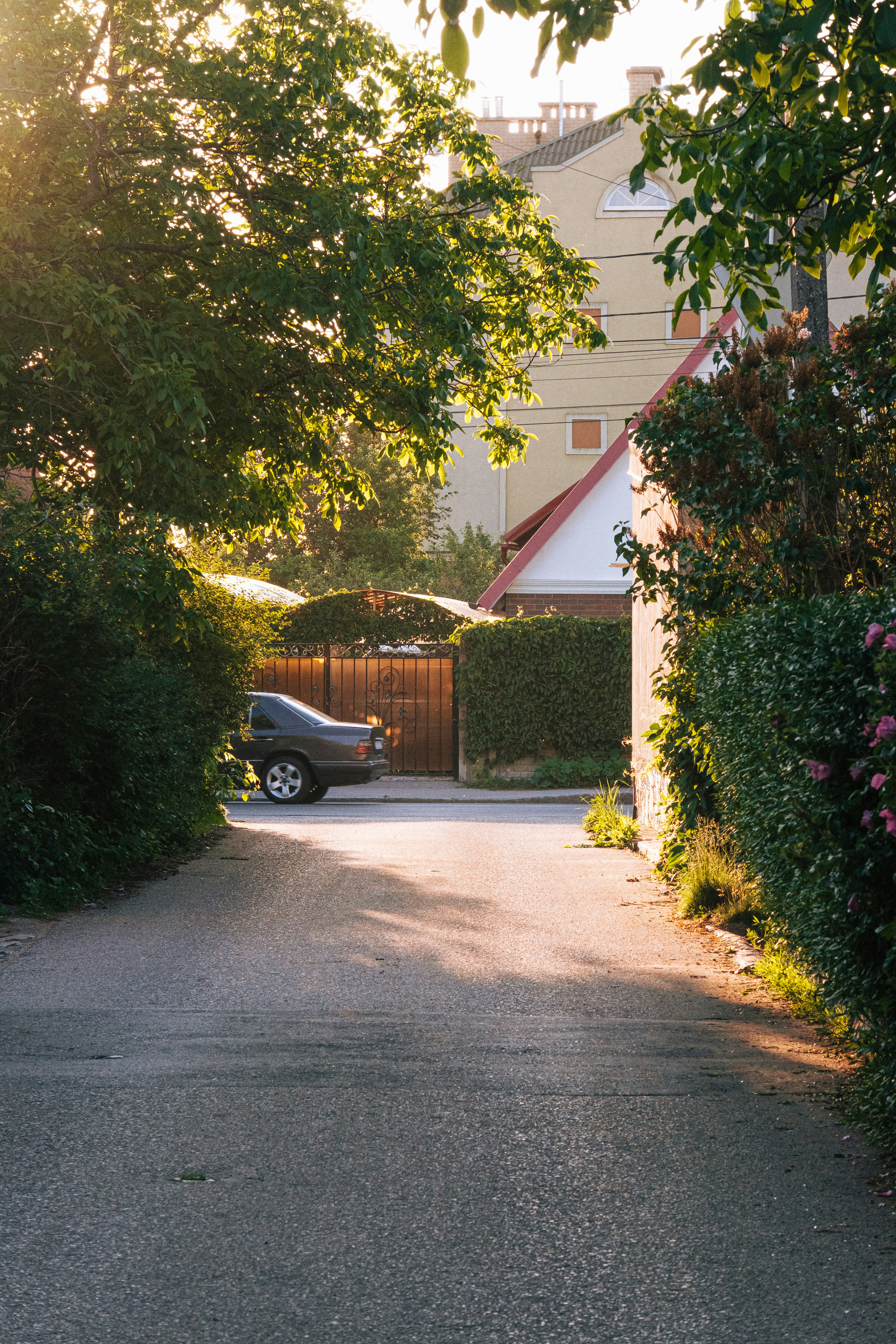 Golden Hour Alley: Quiet Driveway Framed by Greenery