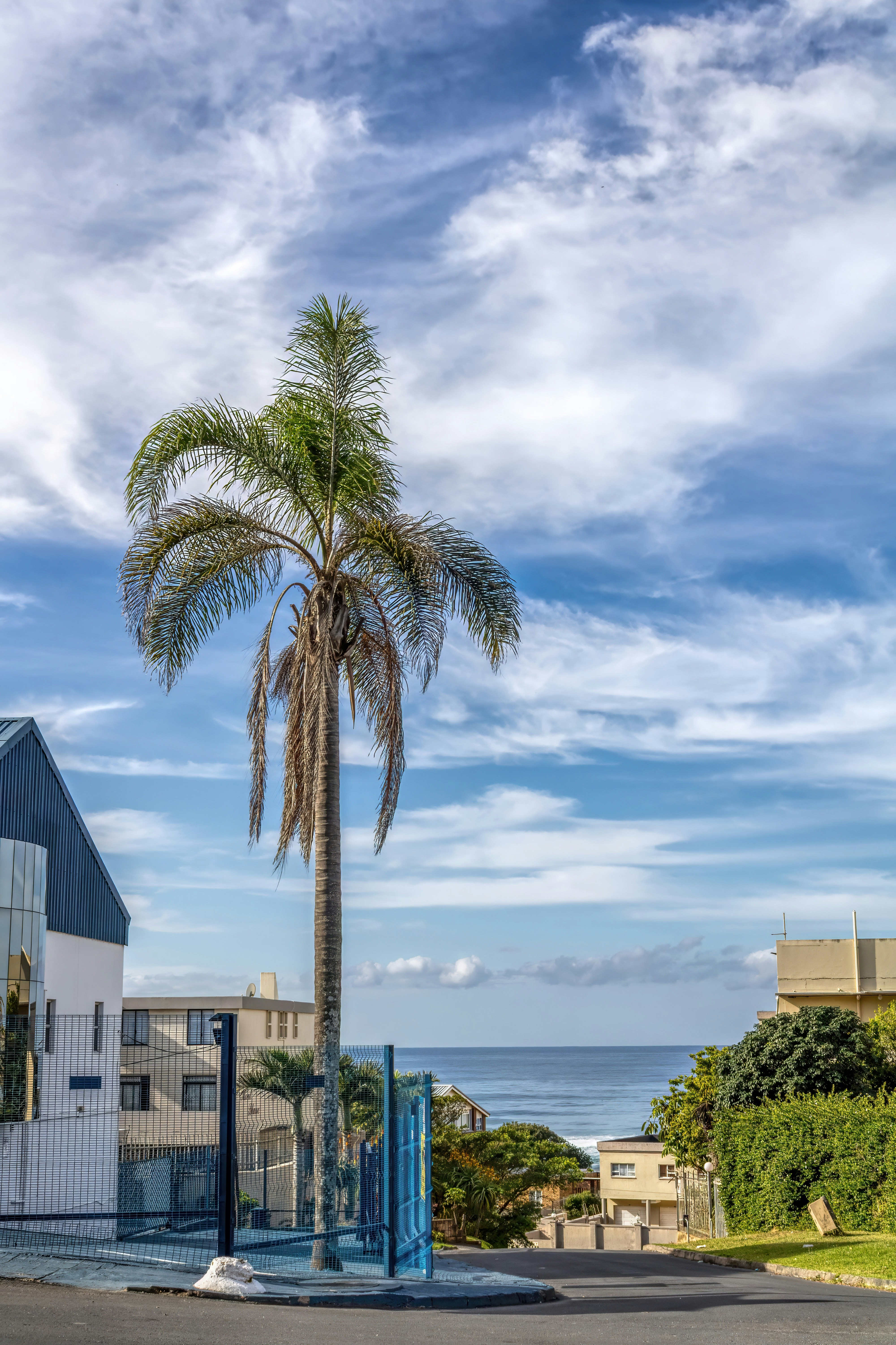 Coastal lane toward the horizon: a lone palm framing the seaside town