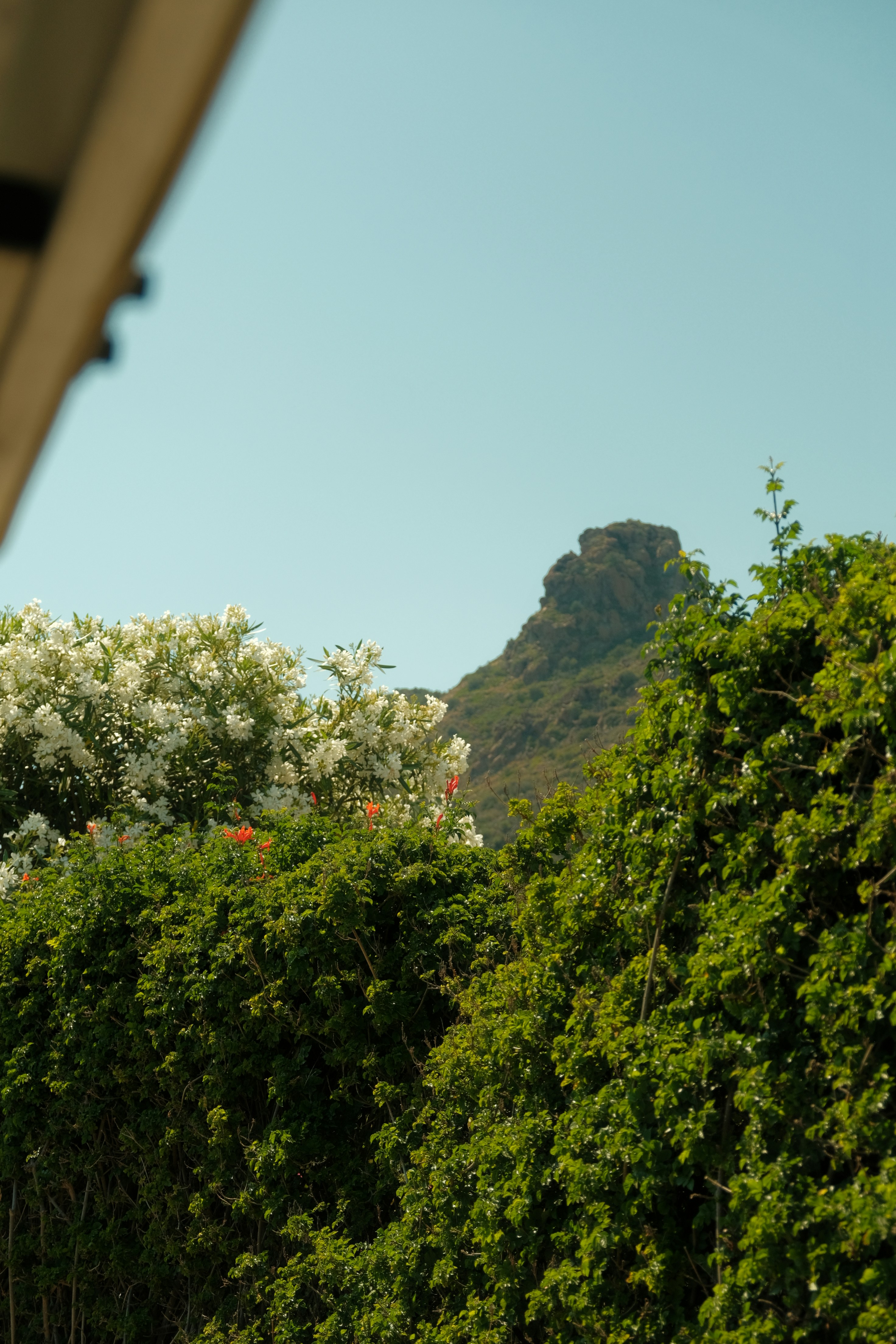 Sunlit Oasis Above the Hedge: A Quiet Corner with Blooming White Flowers