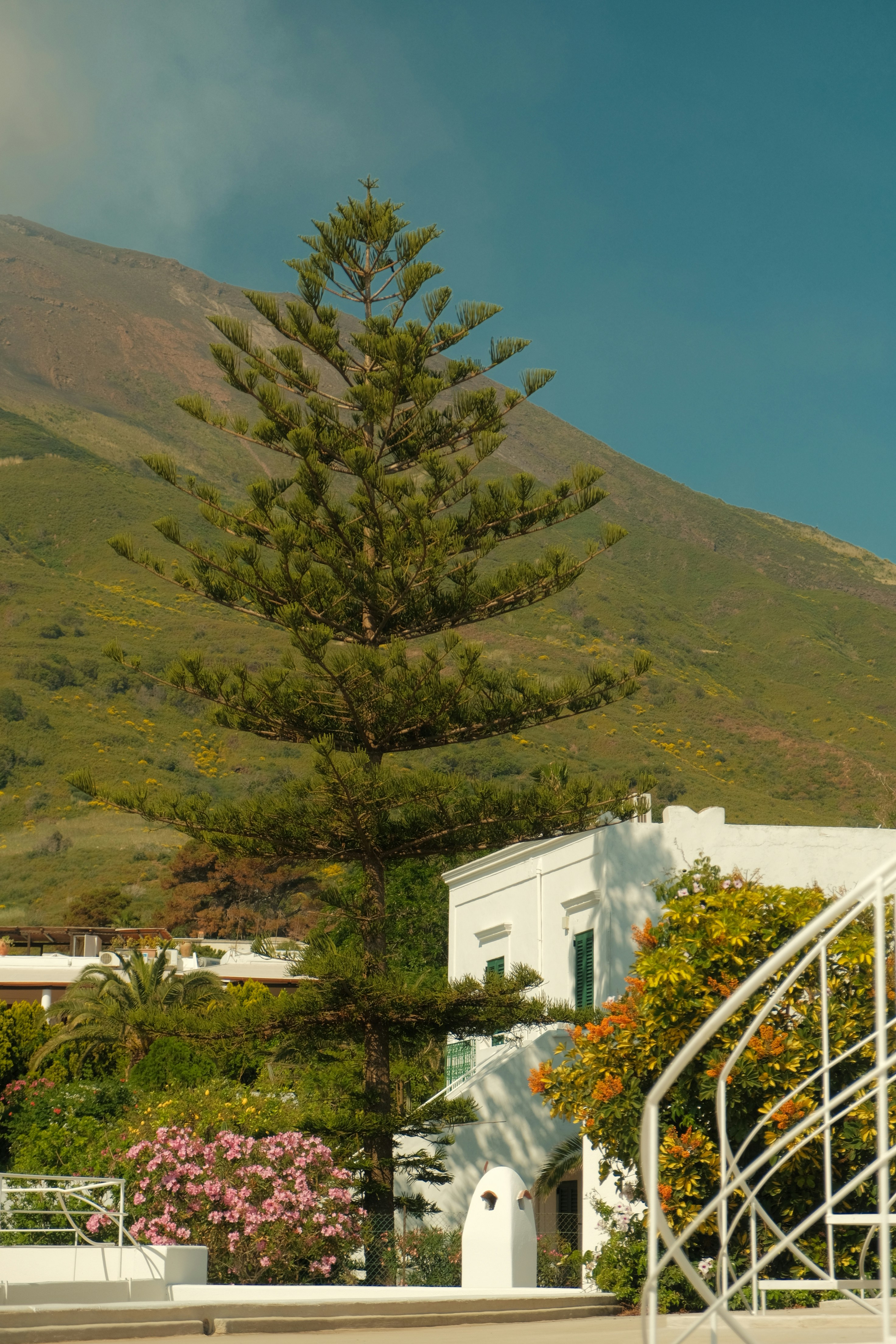 Green mountain overlooks a white building and tall pine tree.