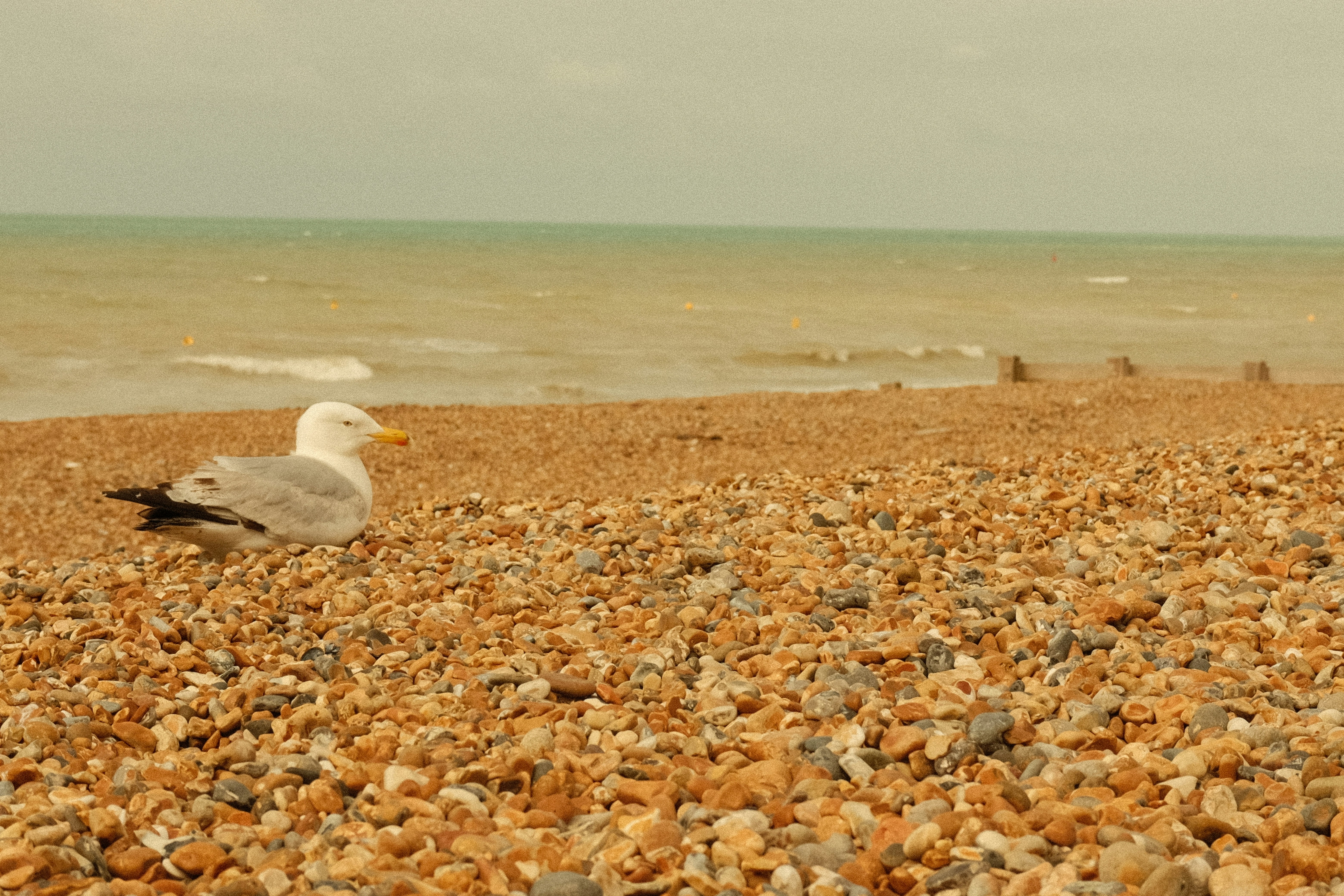 Seaside Seagull at Pebble Shoreline