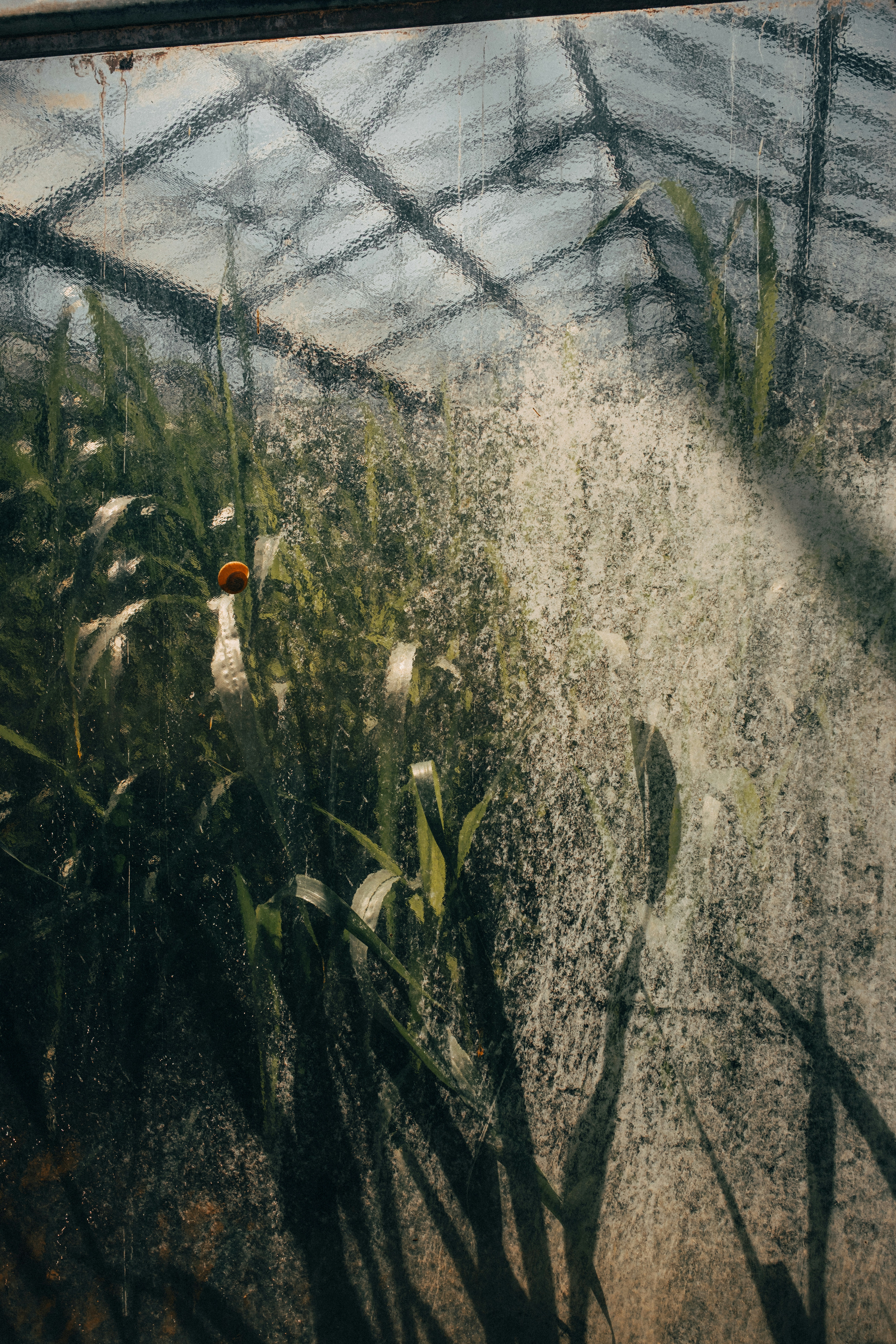Sweet Corn Silhouette Behind Frosted Glass