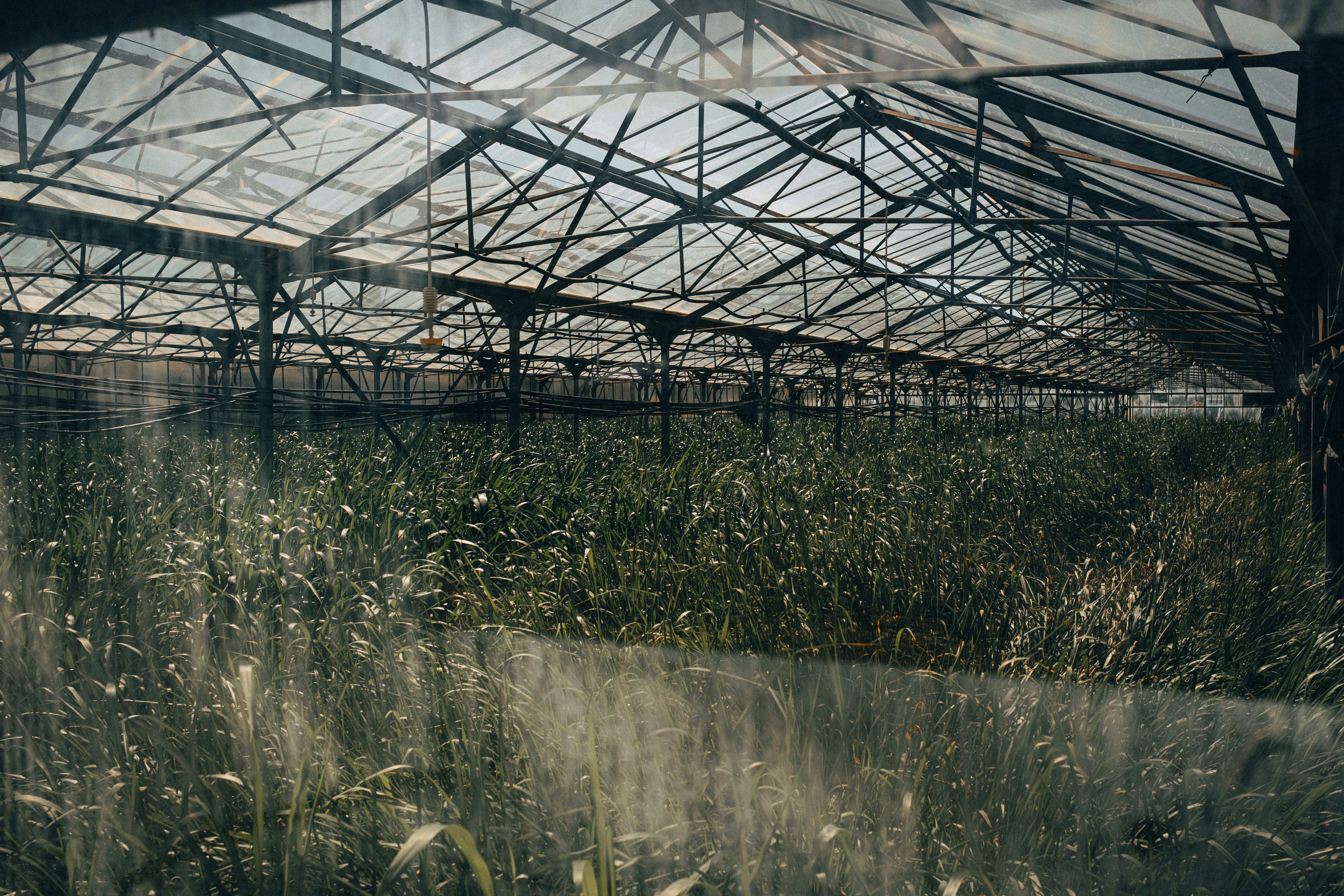 Abandoned Greenhouse Under Soft Summer Light