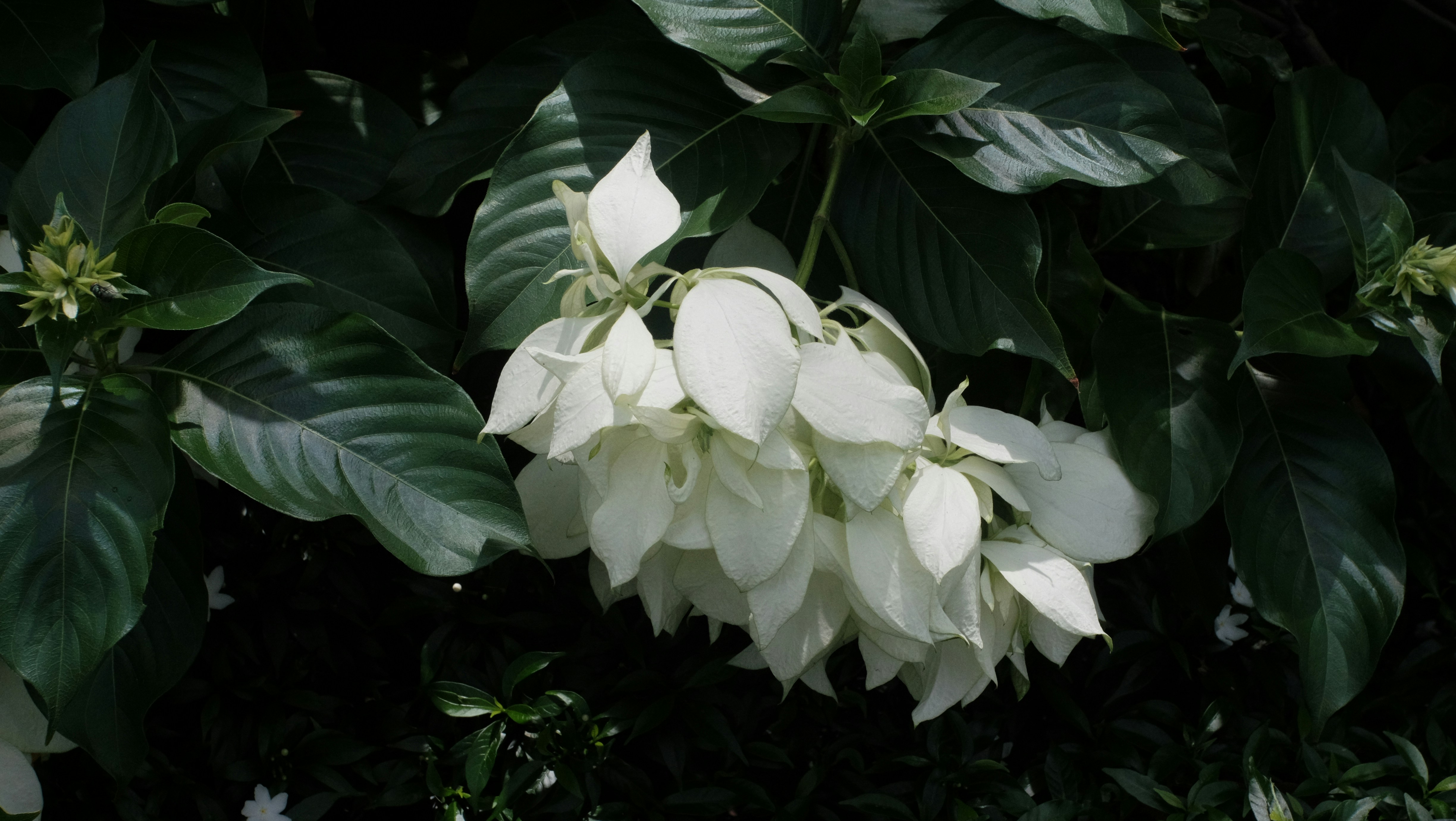 White Hydrangea Cluster Amid Dense Greenery