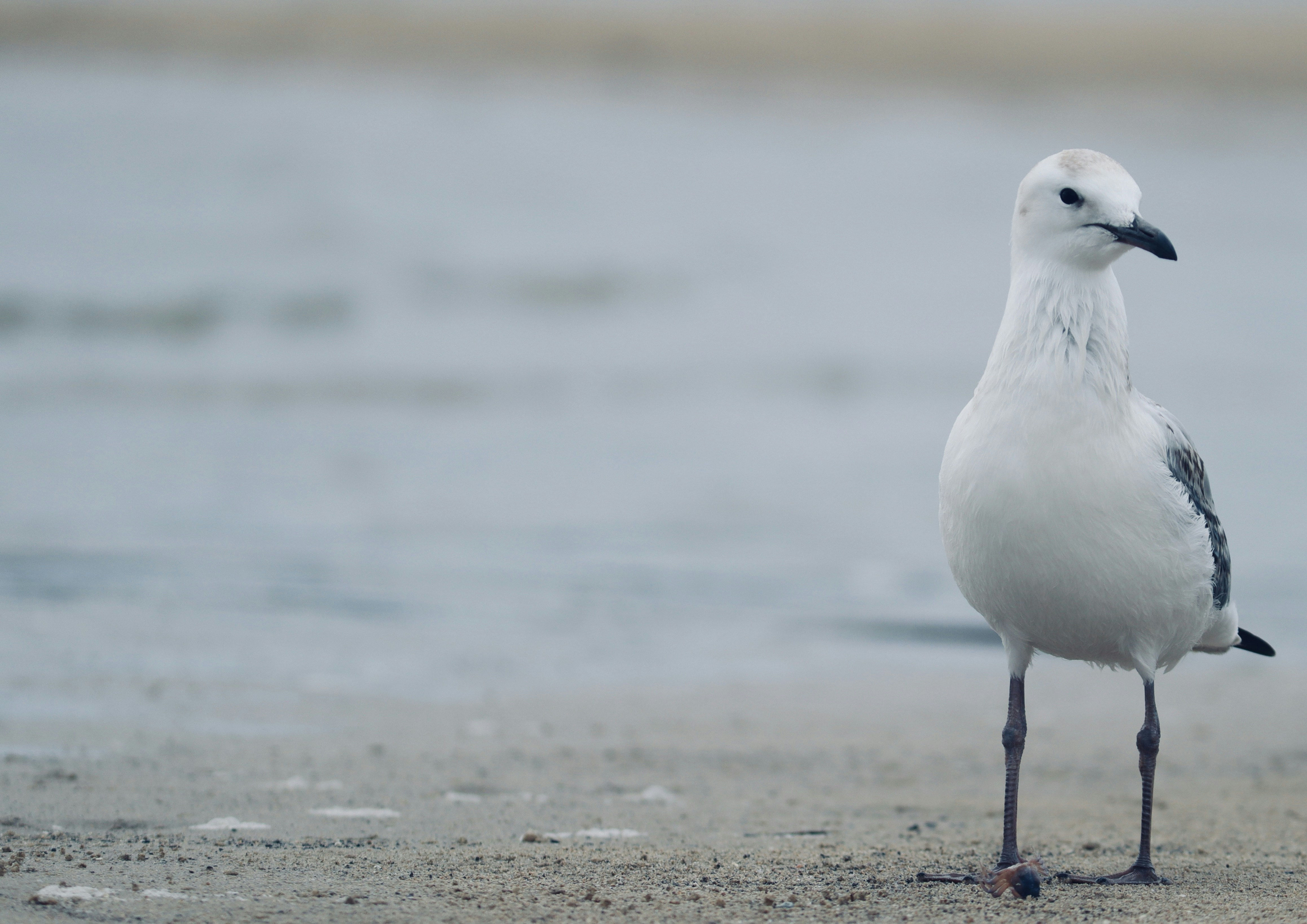 Sea Bird at the Edge: A Seagull Stands Silent on the Shore