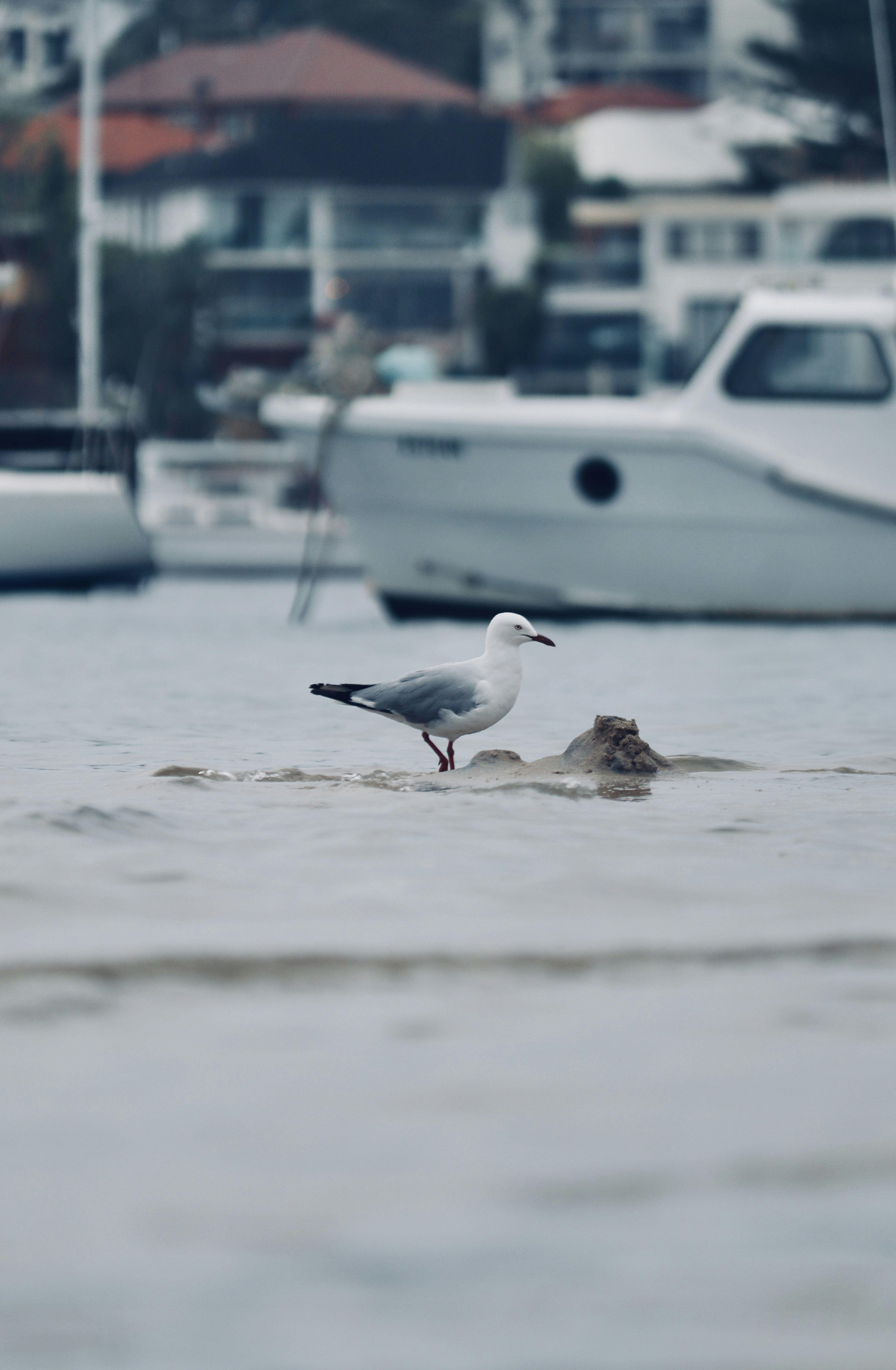 Seagull Sentinel on a Tidal Riser as Boats Rest Behind
