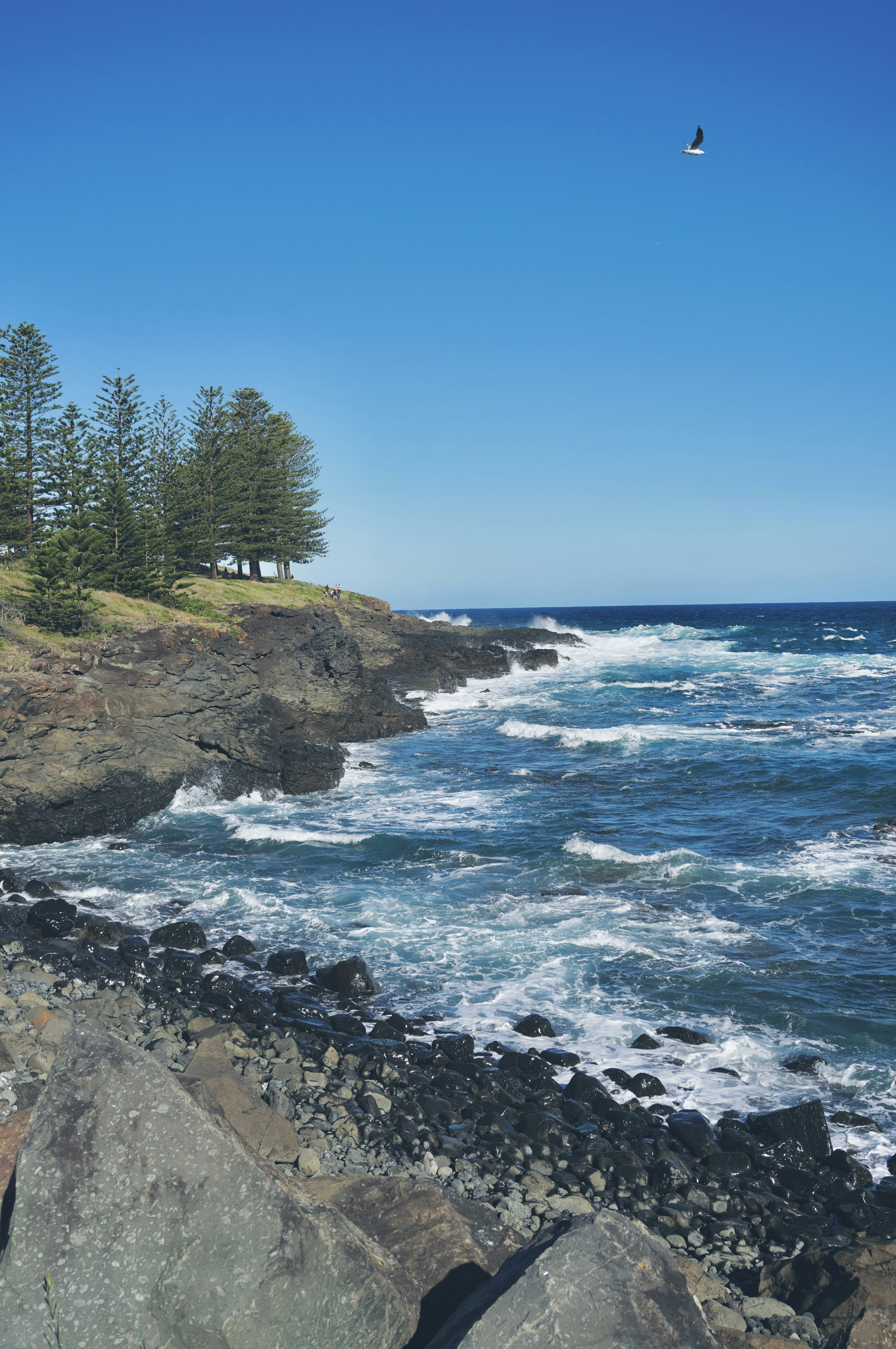 Cliffside Pines and Ocean Spray under a Clear Atlantic Sky
