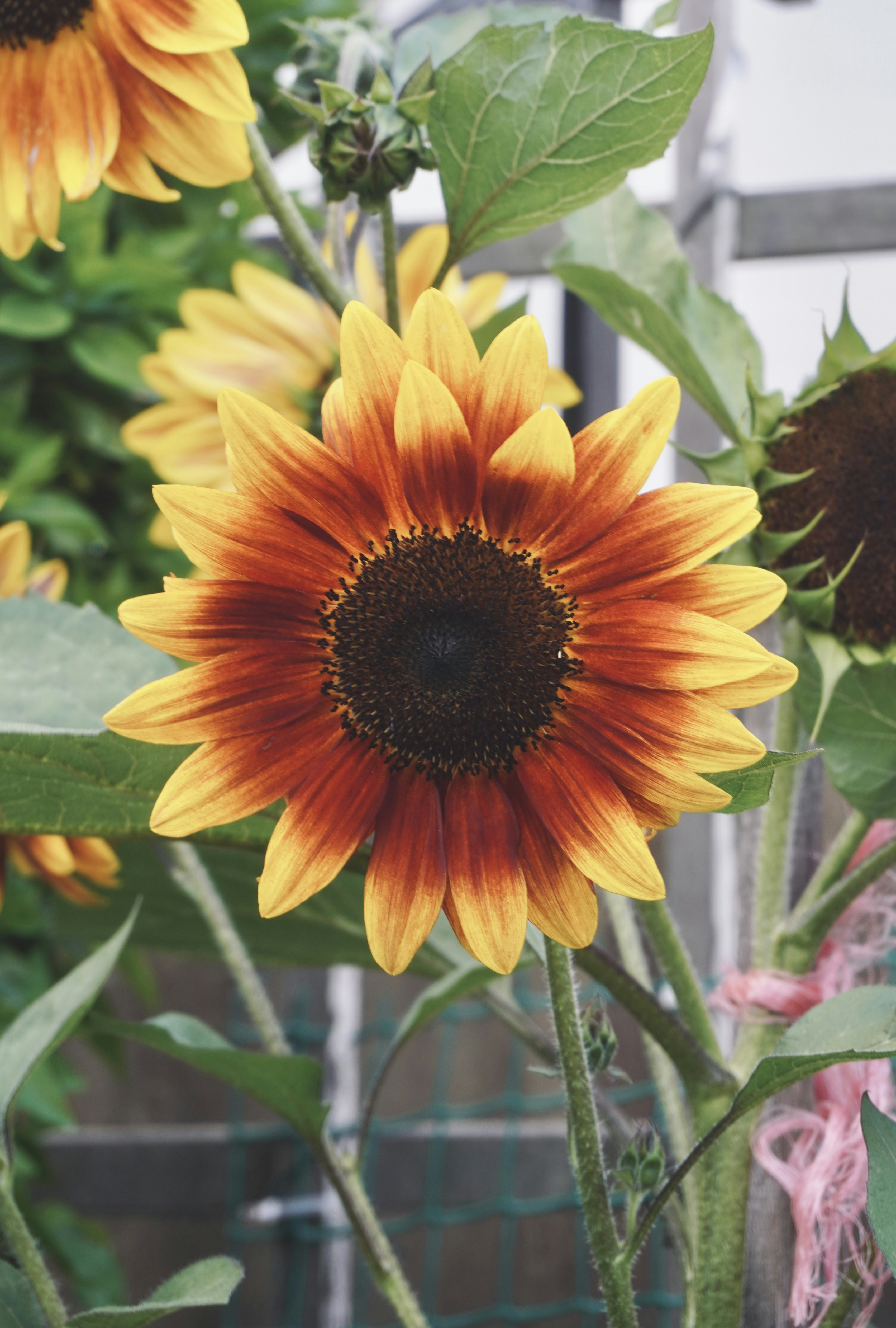 My favourite flower