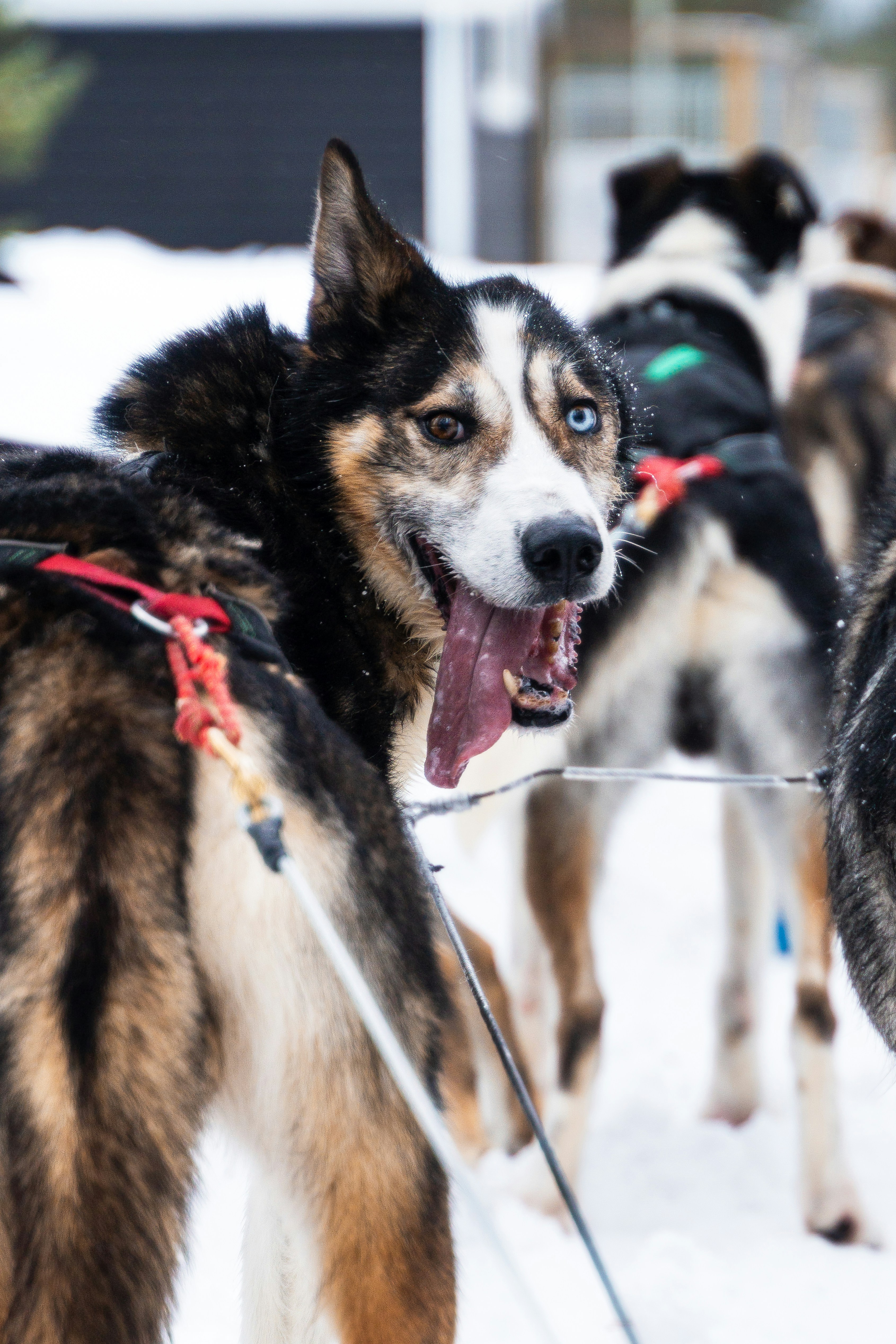 Snow-bound Pack: A Husky’s Laughing Moment in the Lead