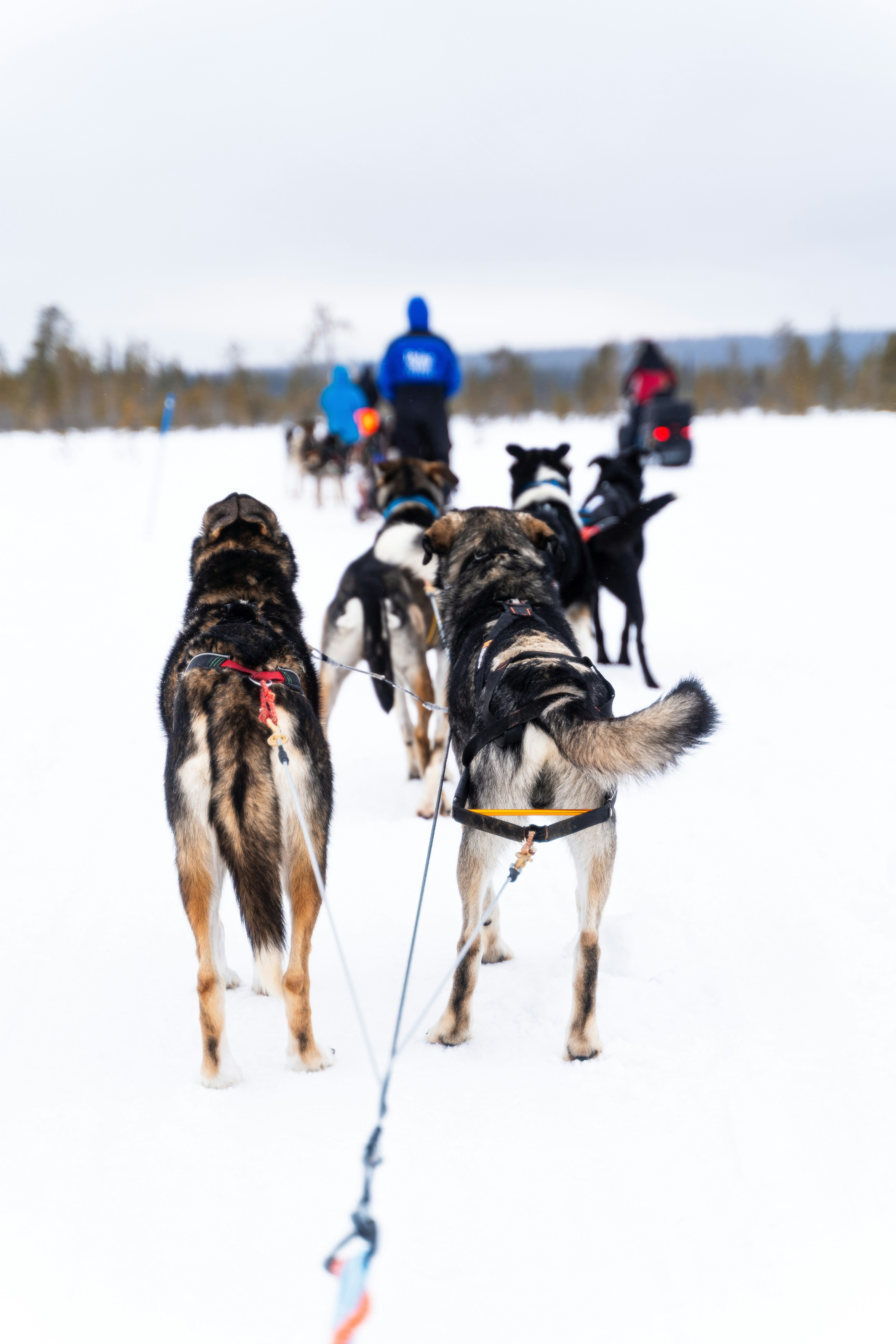 Mushers’ Line: A Snowbound Trek with Working Dogs