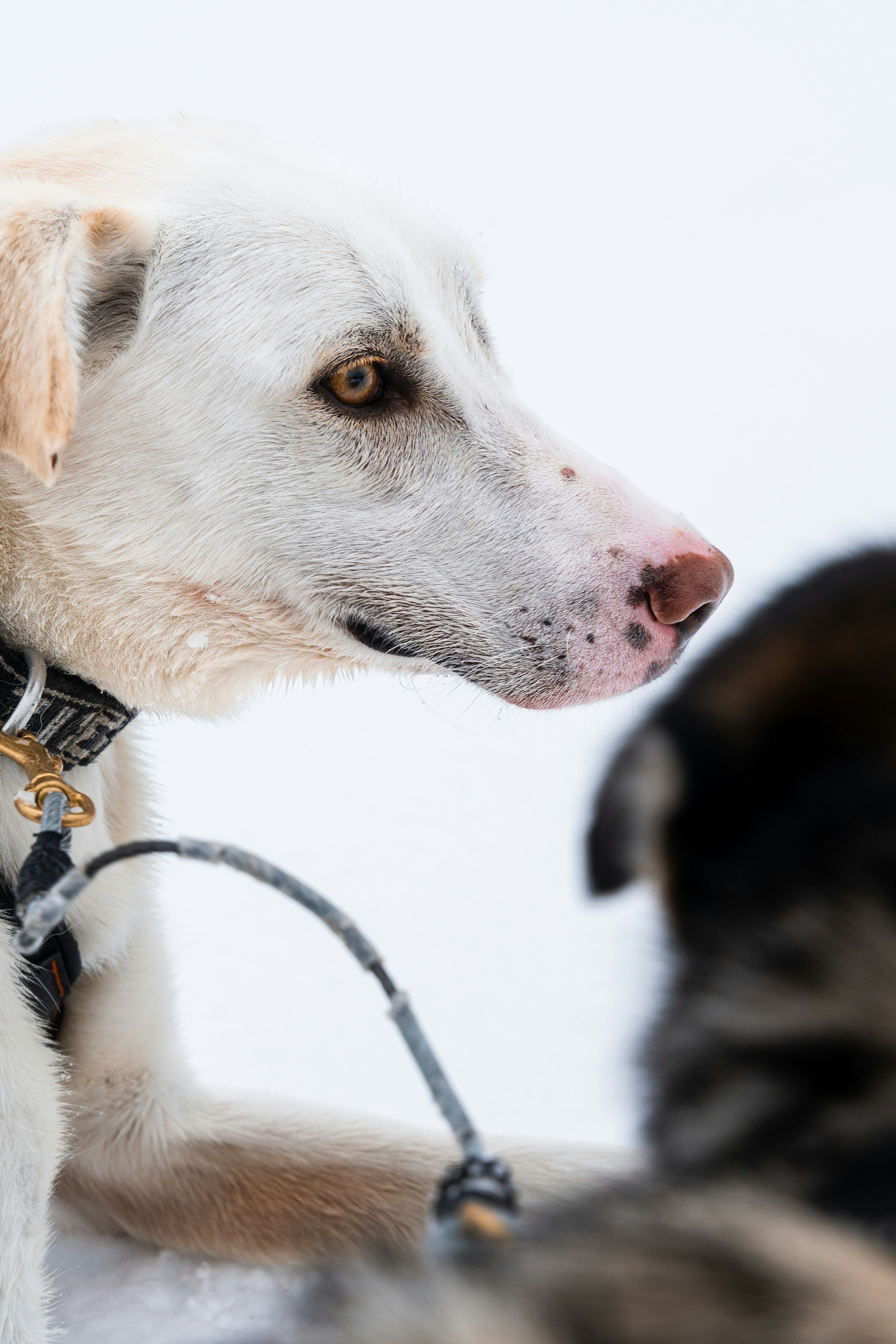 Profile of Snow-Borne Confidence: A Dog in Focus