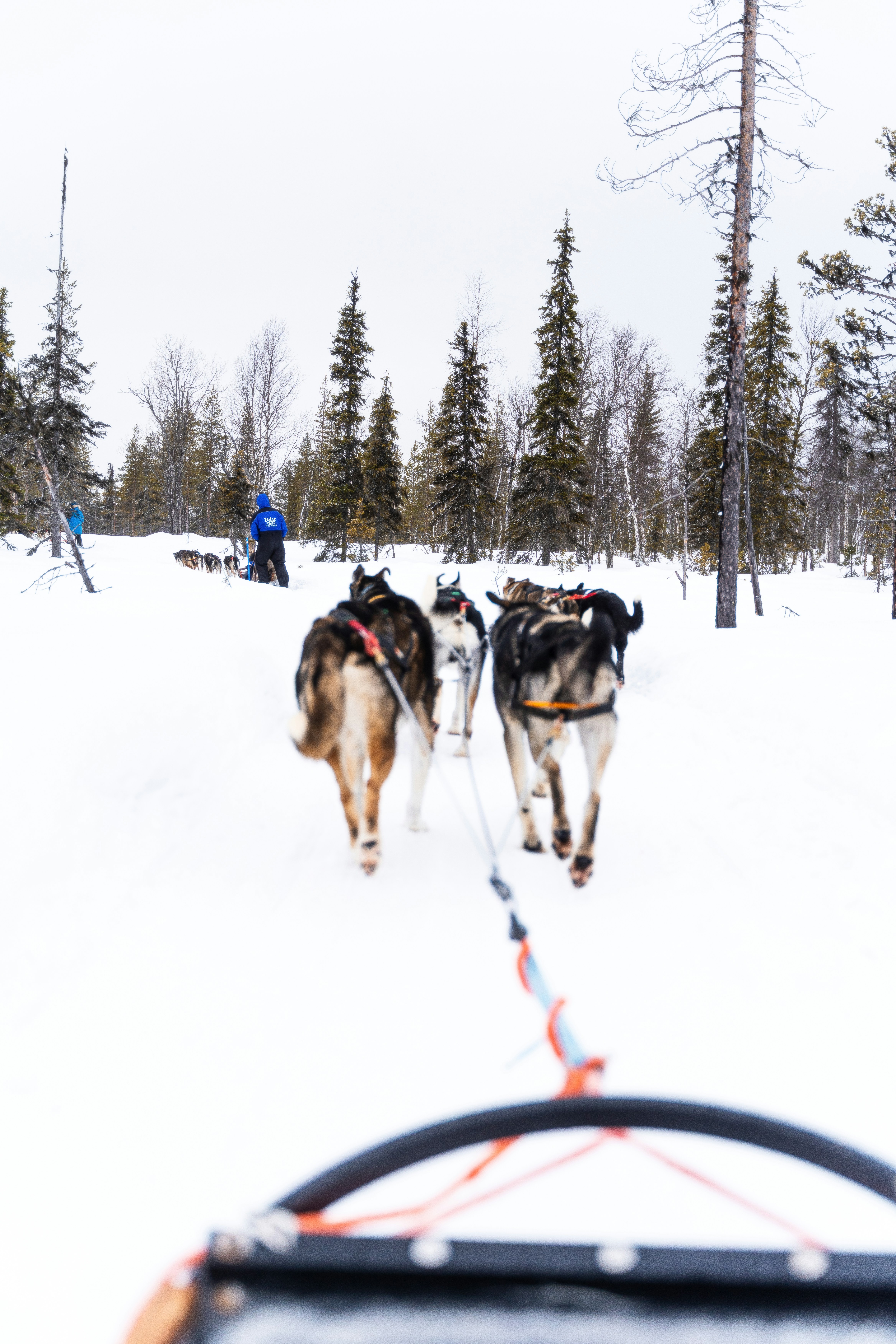 Trailing Huskies Through a Snowy Forest Path