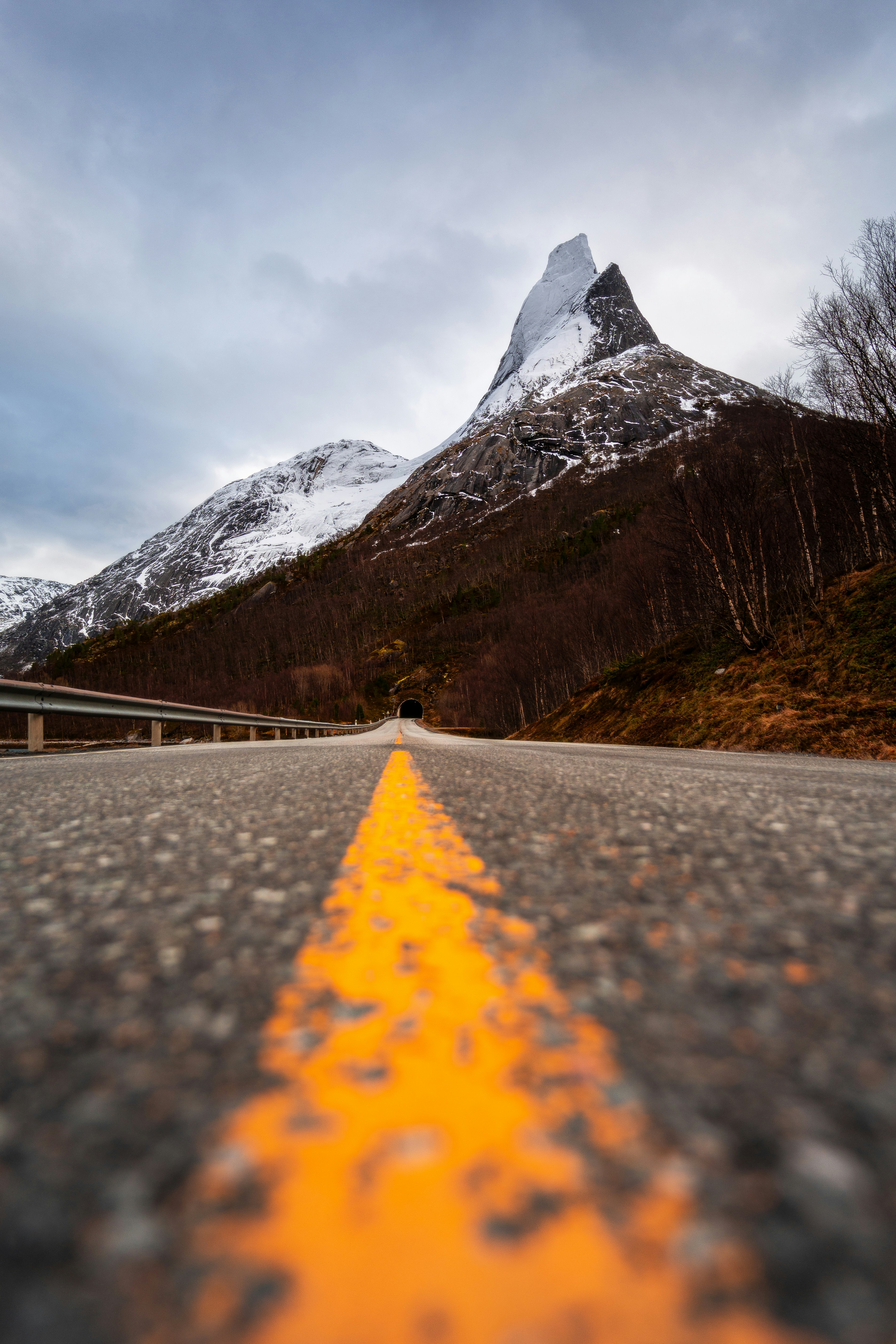Tiger's Peak Through the Yellow Line