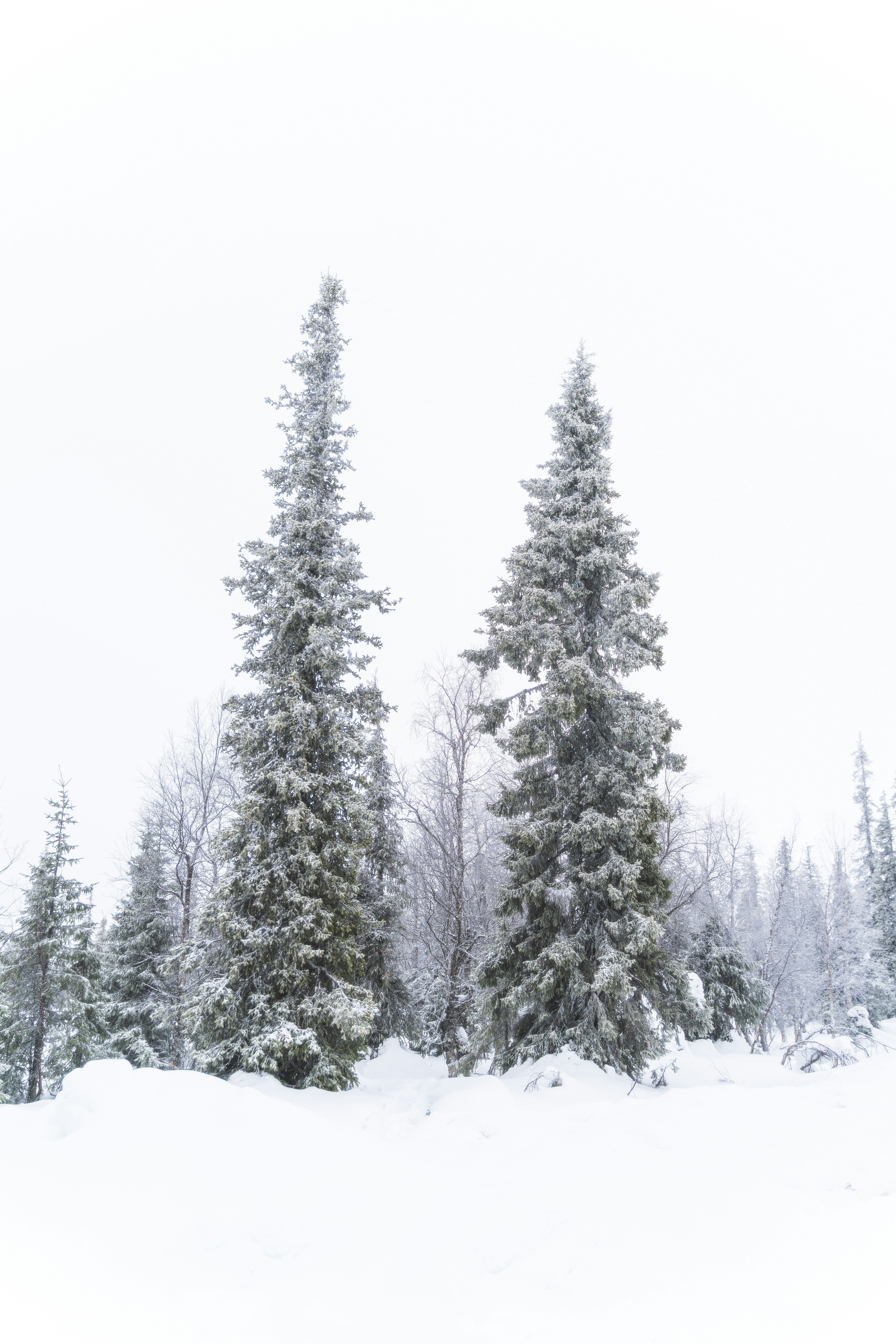 Snow-kissed sentinels: two tall pines in a pale winter hush