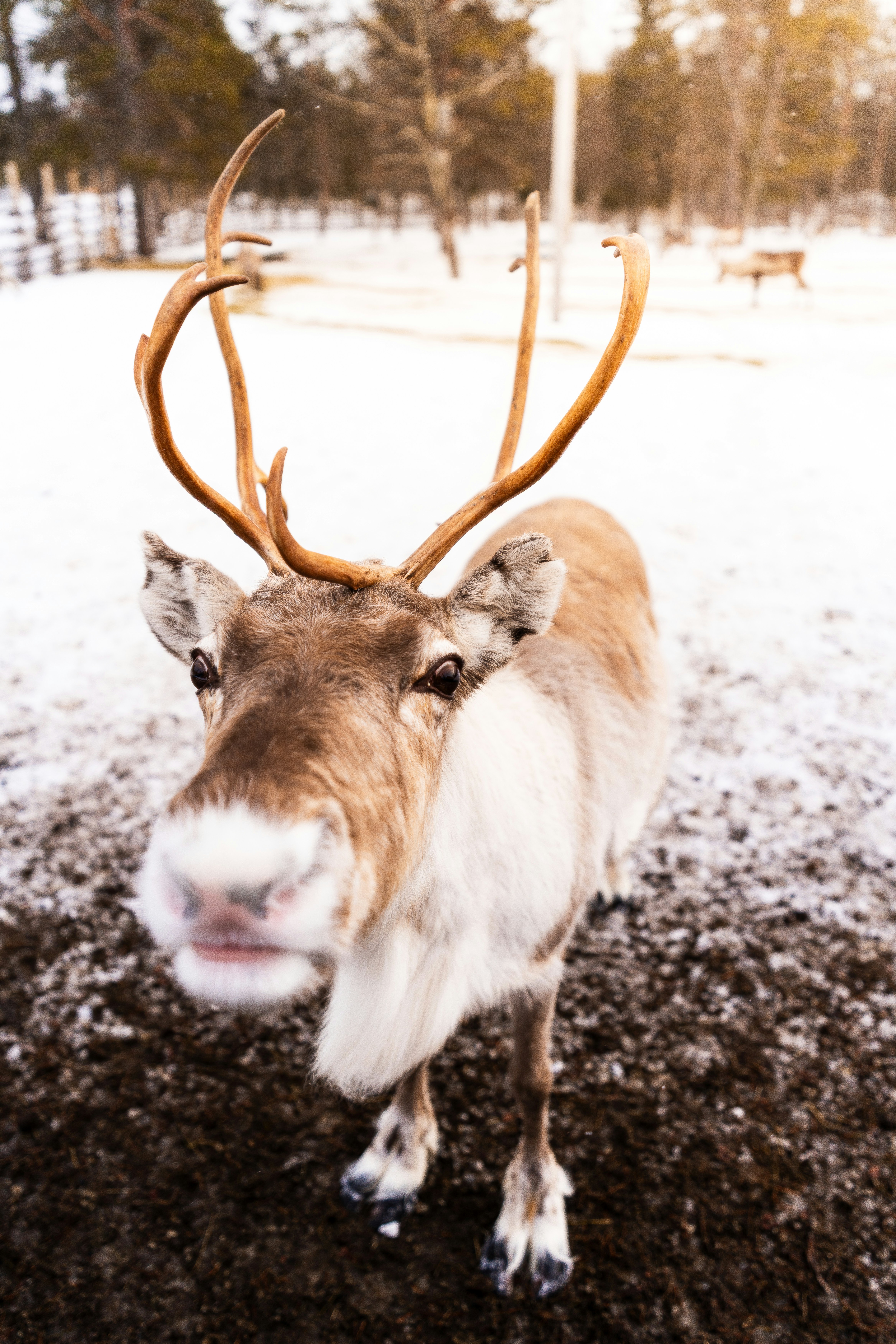 Curious Stag Heads Toward the Lens in Snowlit Pasture