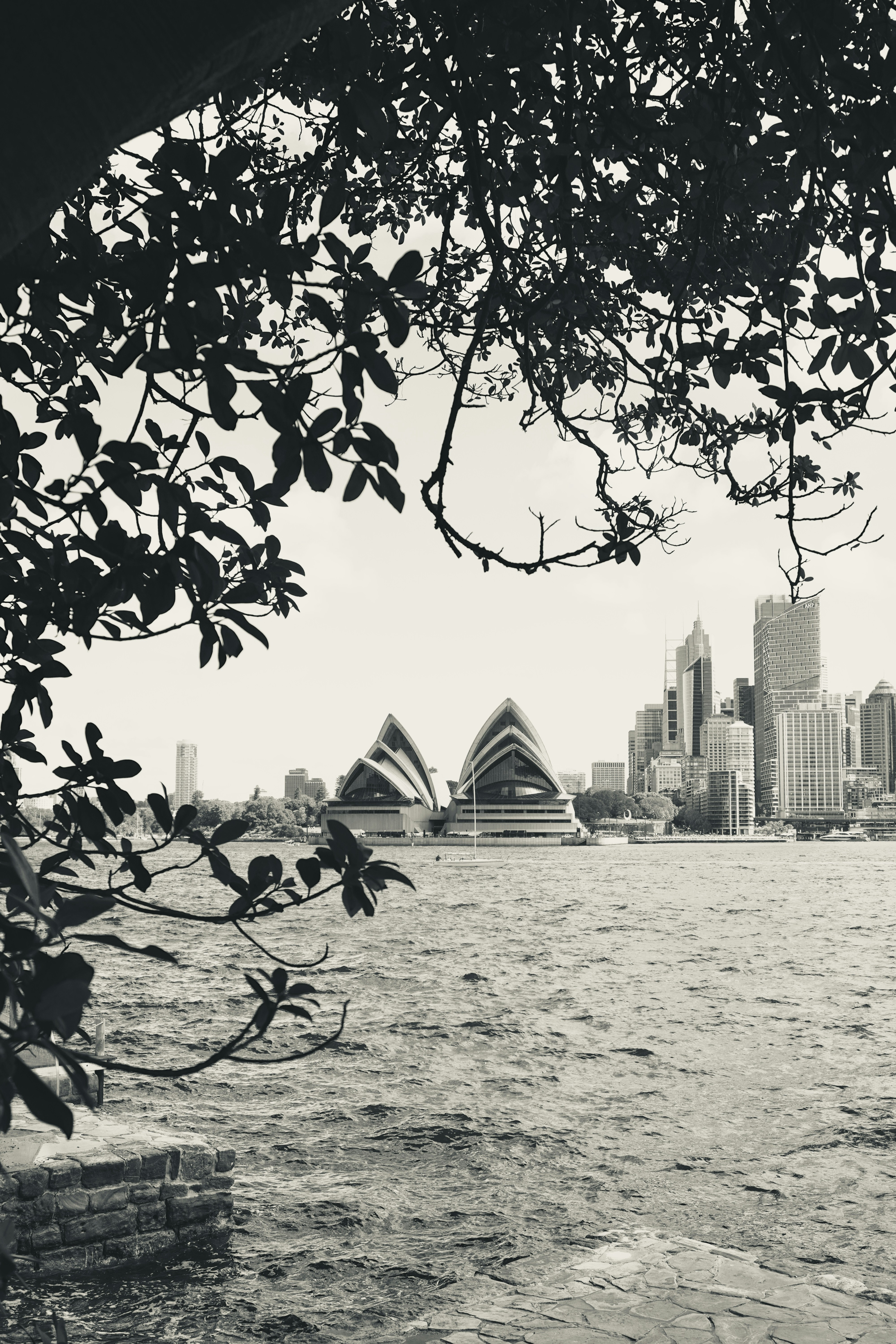 Harbor Silhouette: Sydney Opera House Framed by Overhanging Foliage