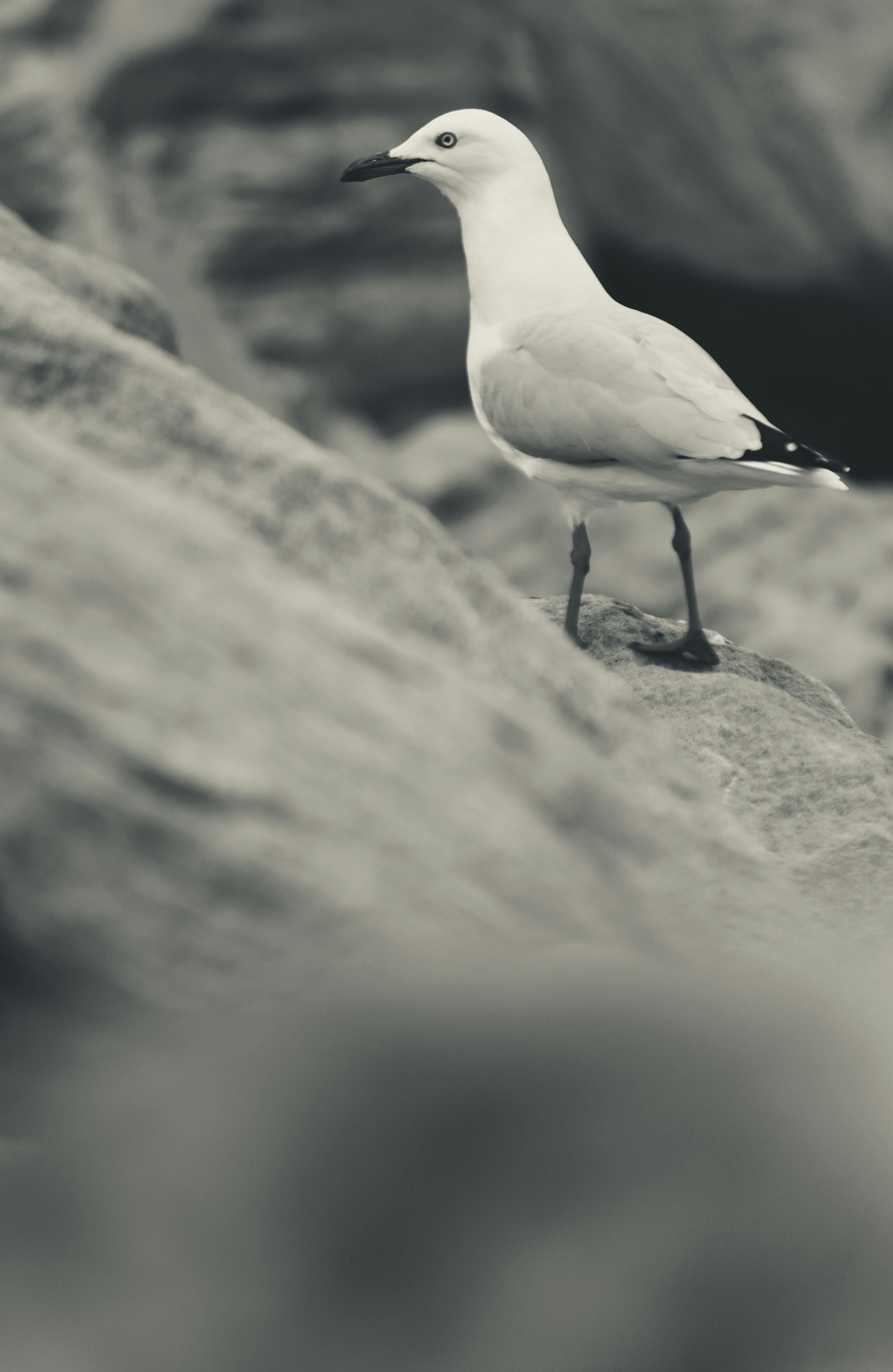 Seabird Sentinel on Granite Steps