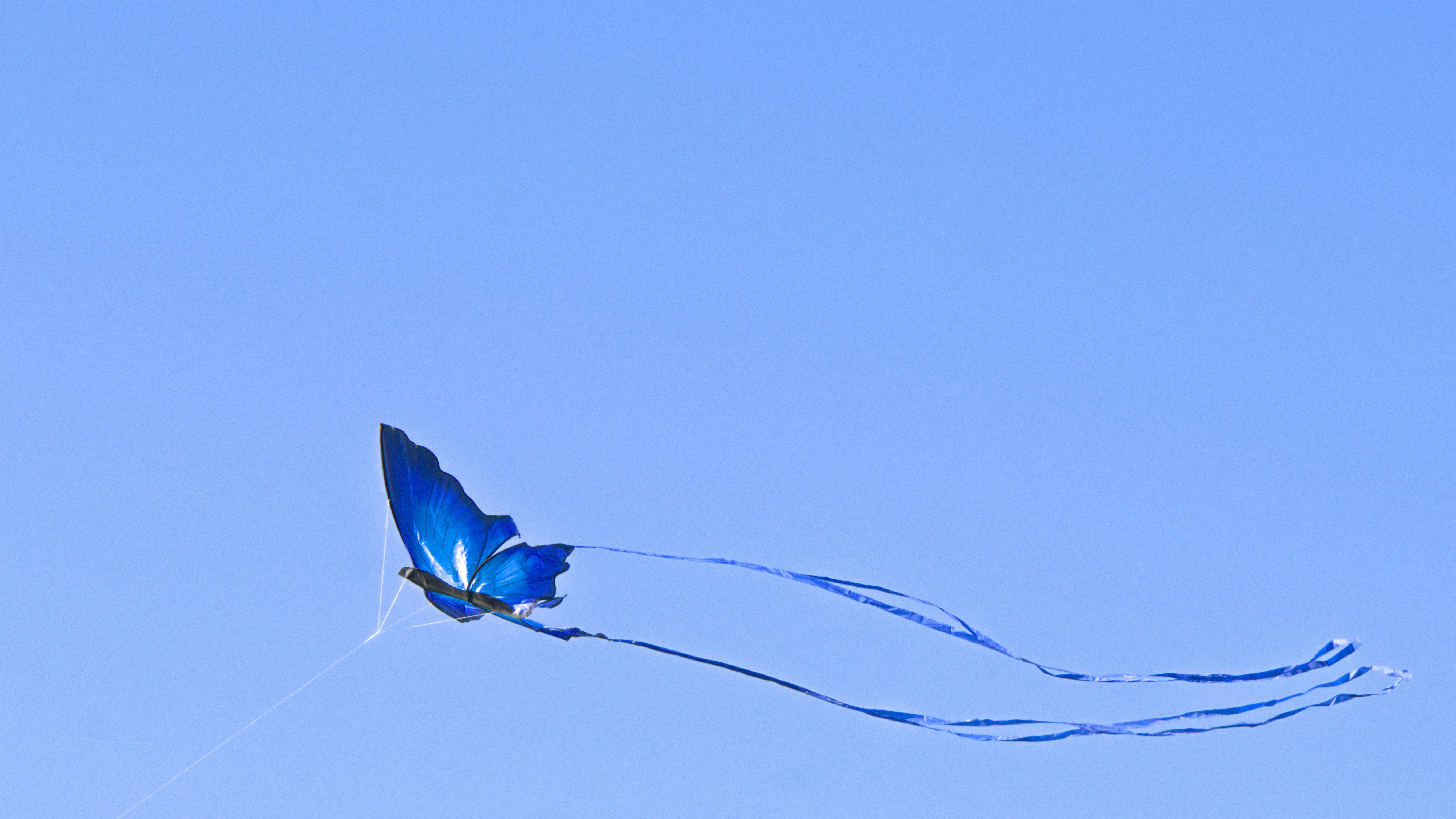Azure Kite: a lone blue butterfly in flight against a clear sky