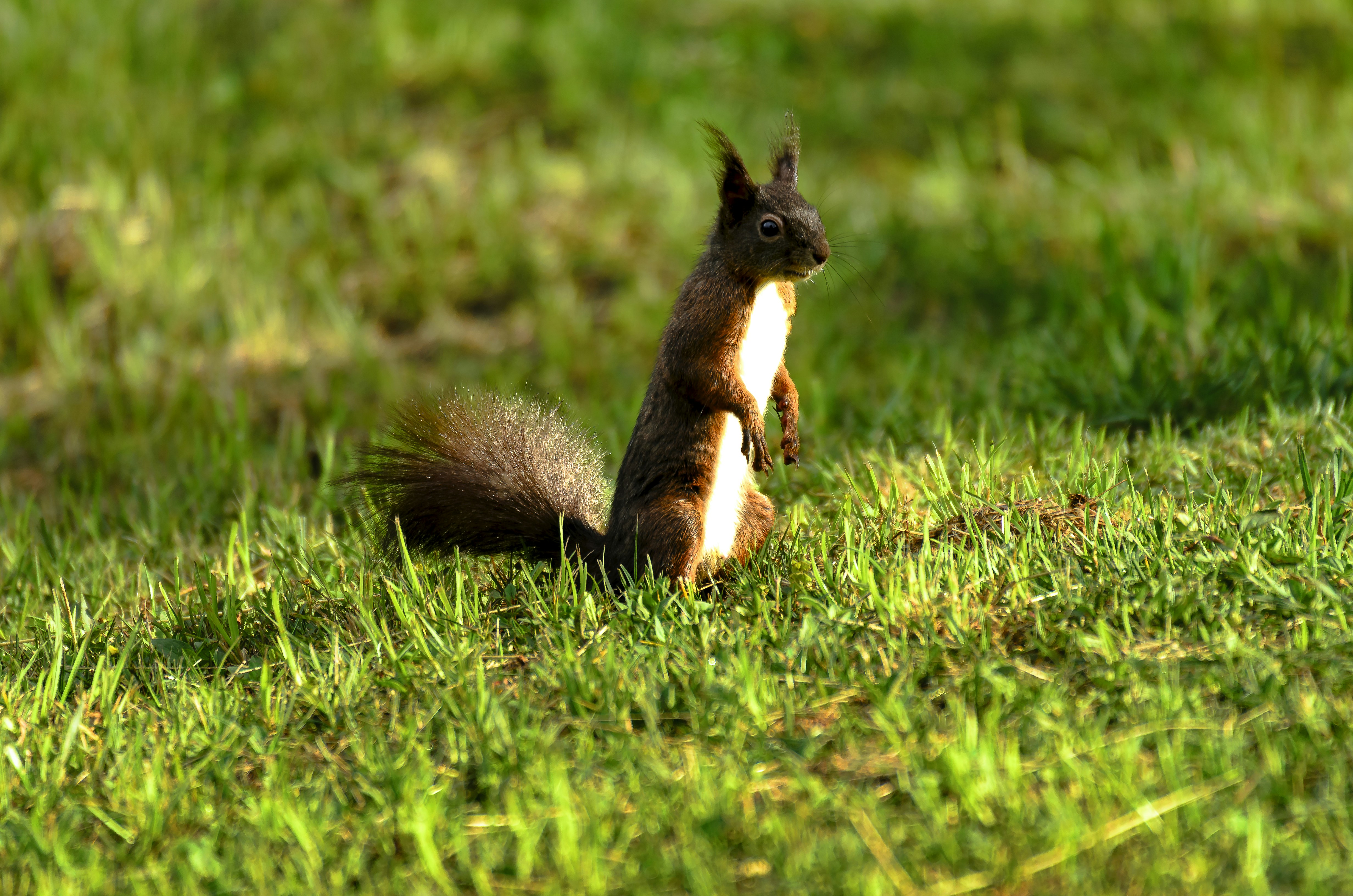 Squirrel Stance in Sunlit Meadow