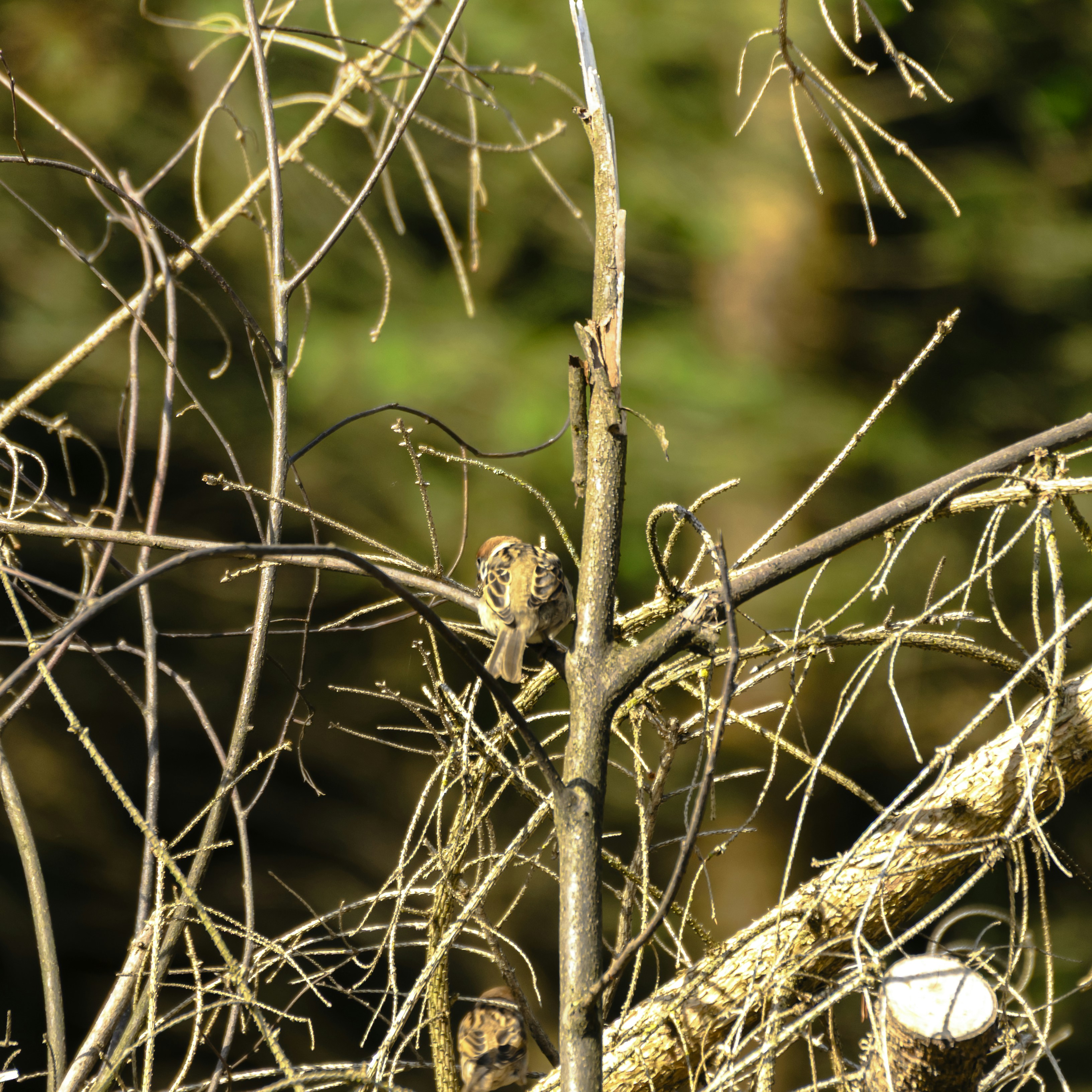 Branching Silence: A Squirrel-Framed Study Among Bare Limbs