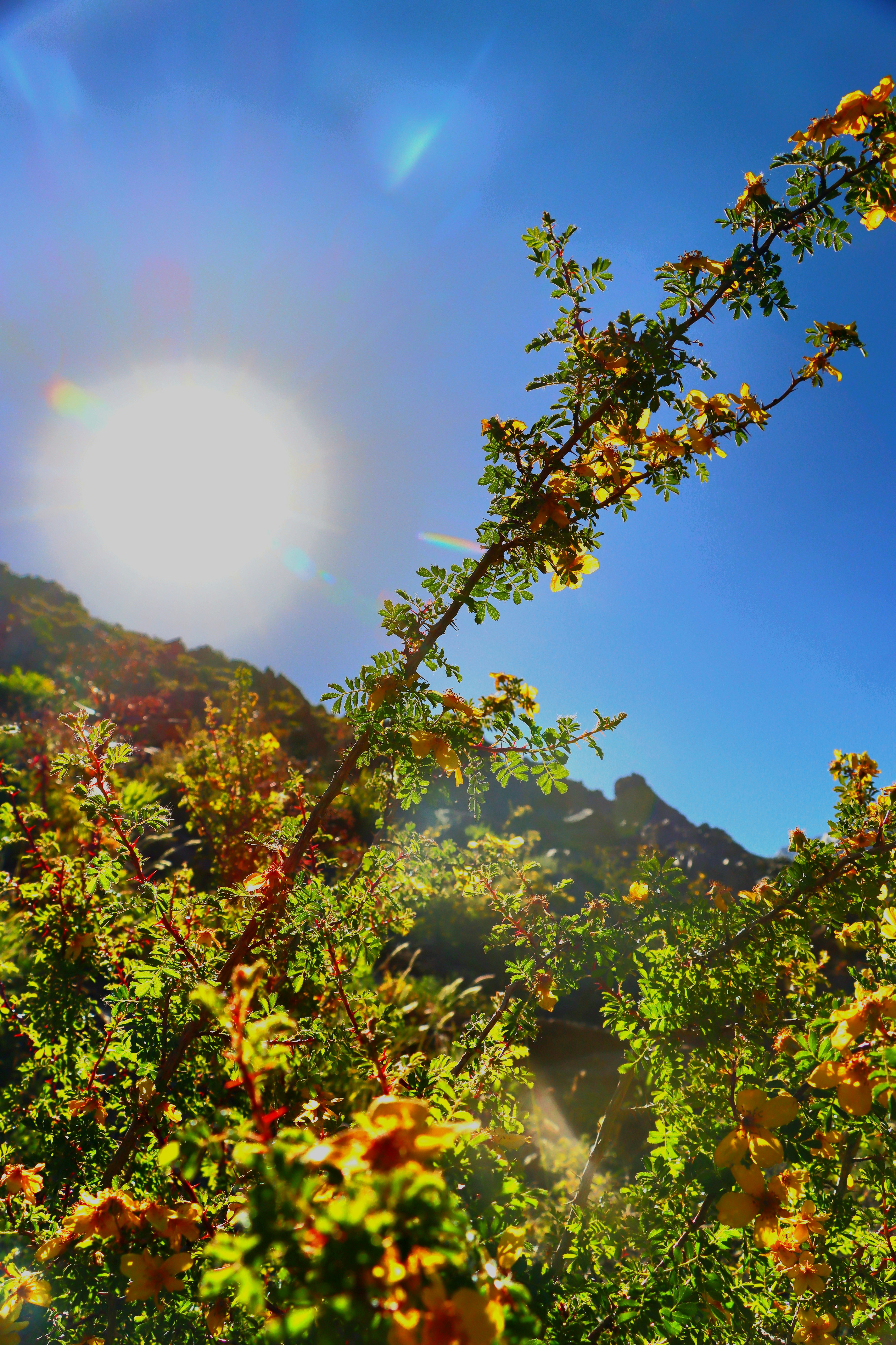 Bright sun over rugged peaks with blooming branches in foreground; a vivid alpine landscape emphasizing color and depth. Logo/brand-free natural scene.