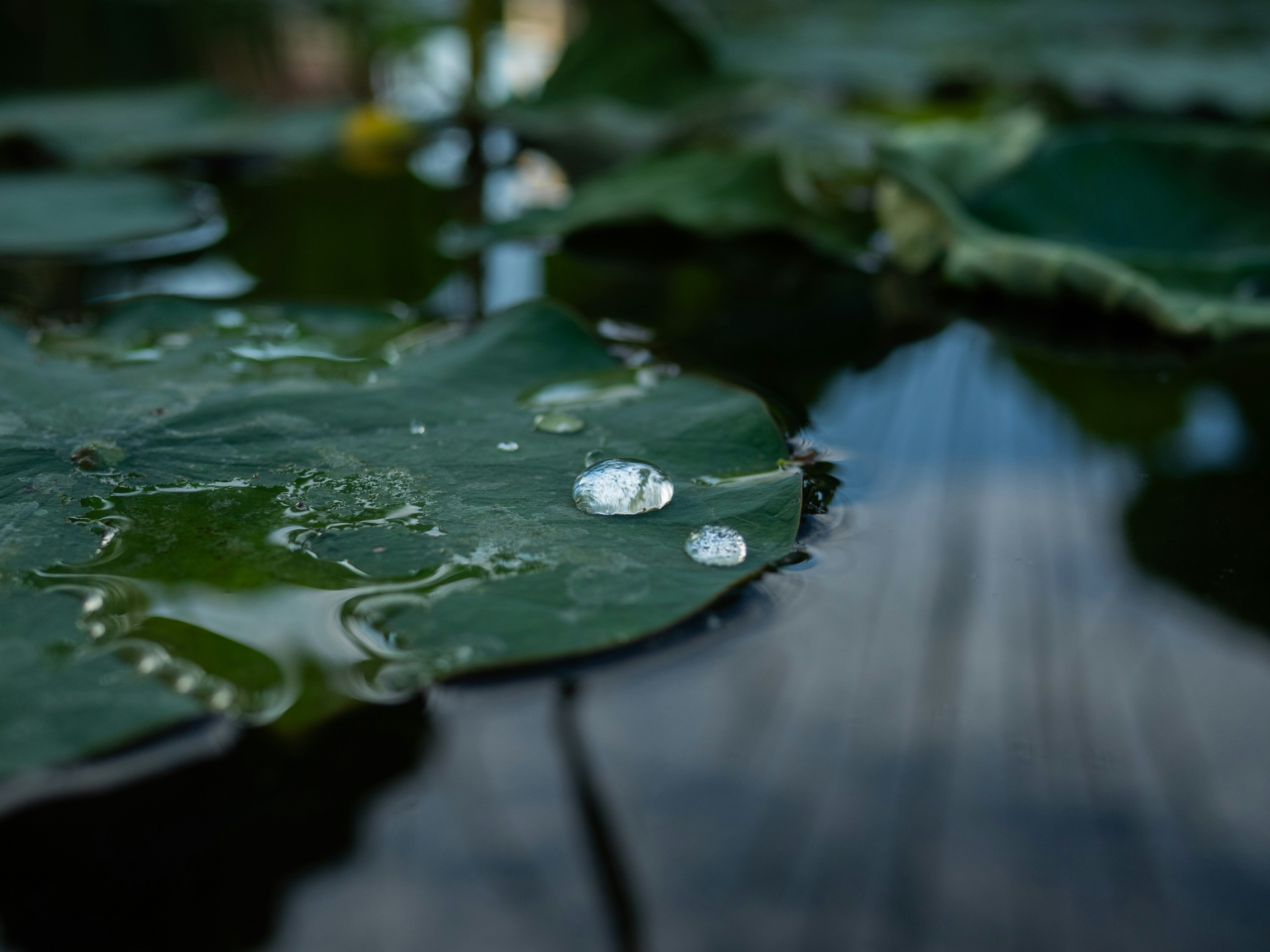 Droplet Symphony on a Water Lily