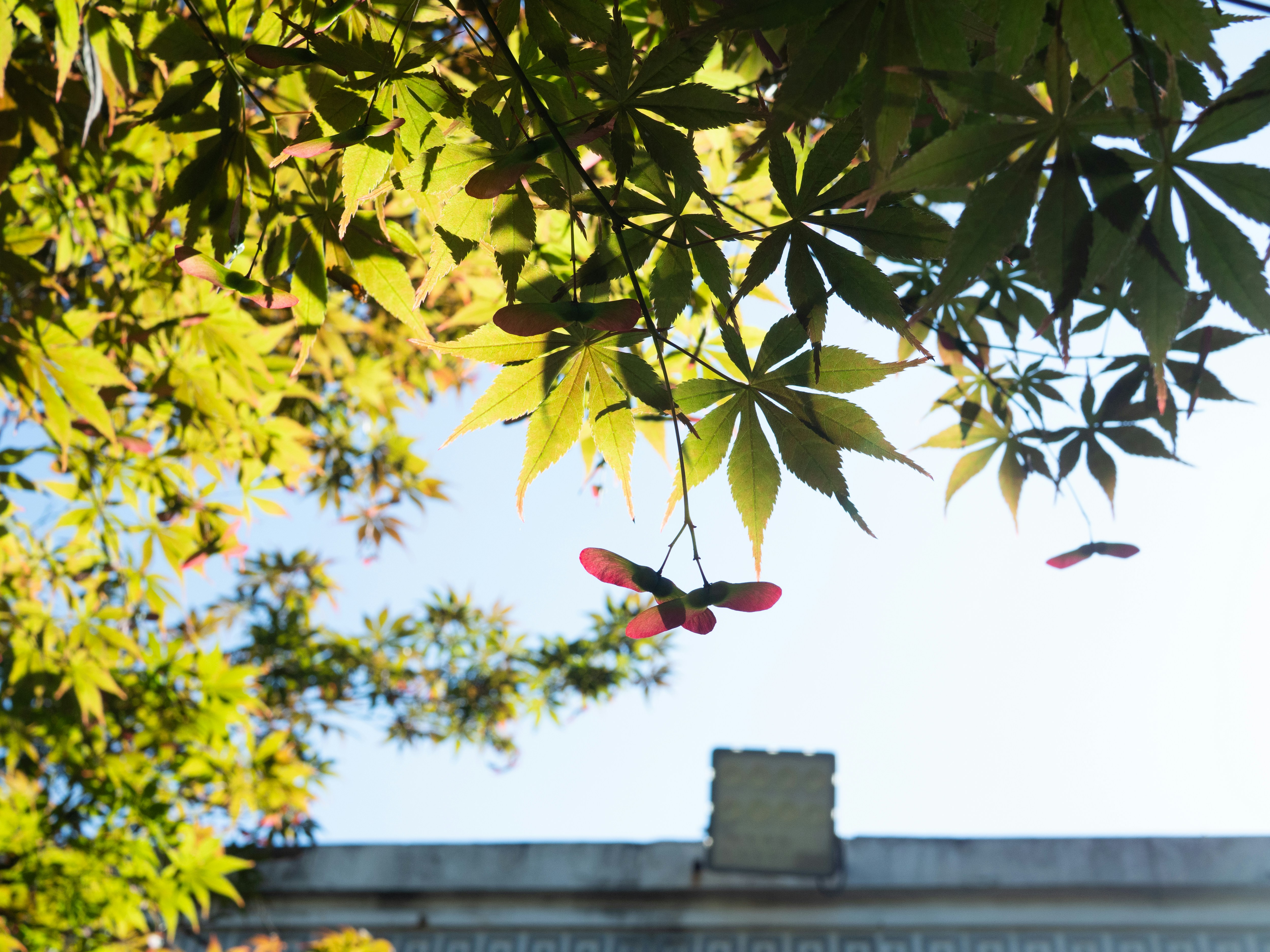 Underlit Maple Canopy: Dragonflies in Flight Above a Rooftop