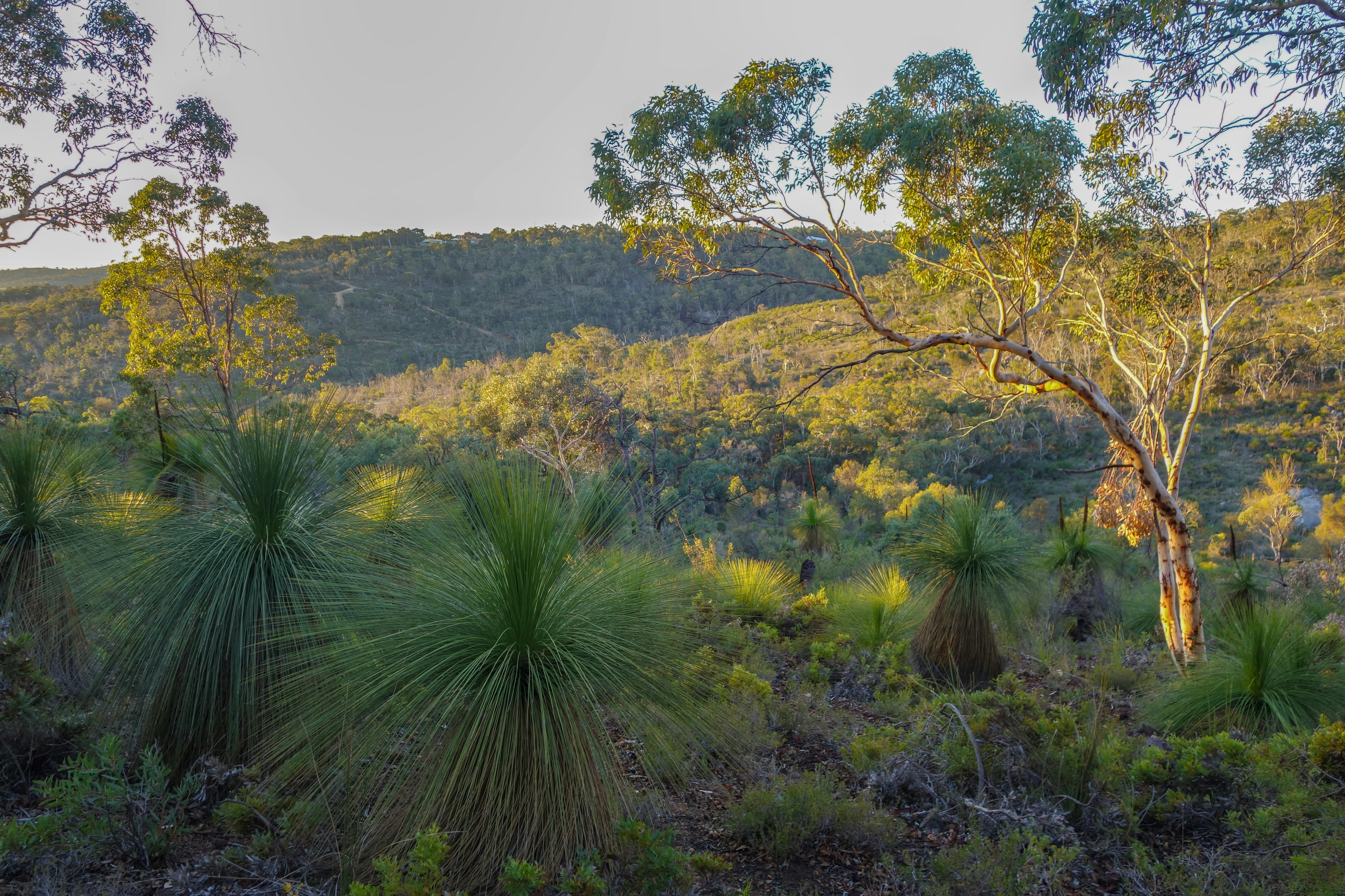 Sunlit australian bushland featuring grass trees and distant hills.