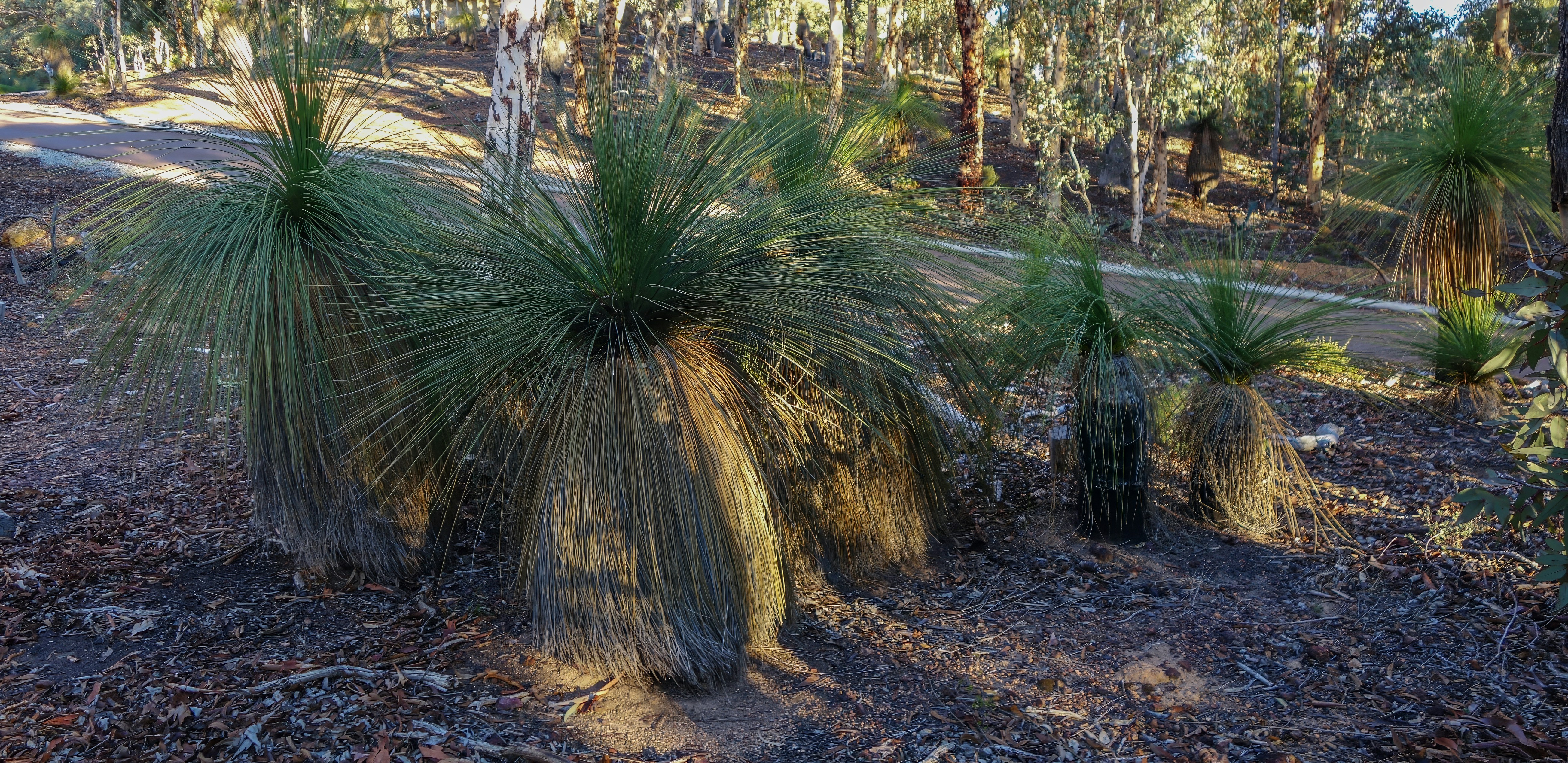 Desert Fan Palms in Low Autumn Light