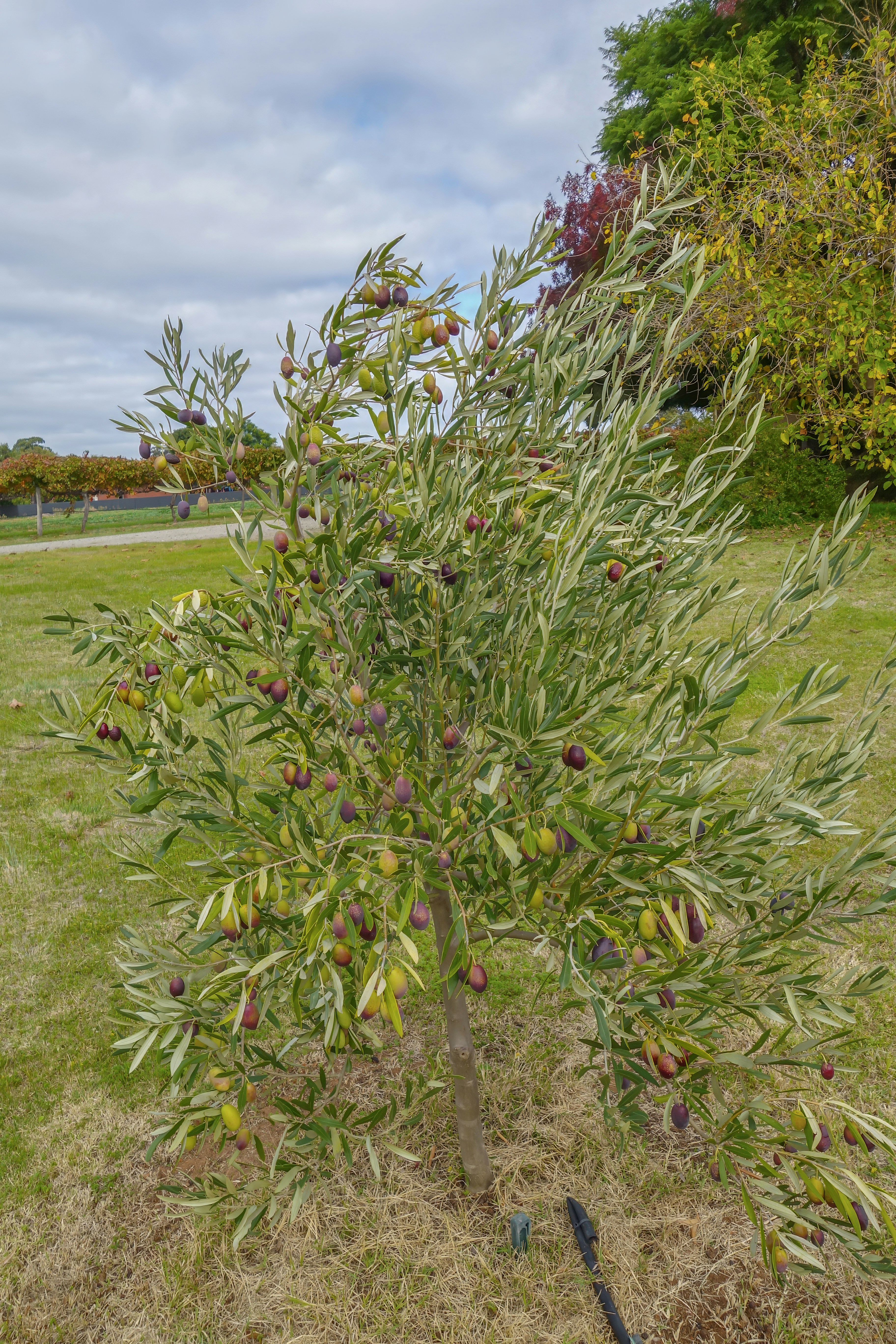 Olive Tree in a Calm Park, Bearing Small Dark Fruits