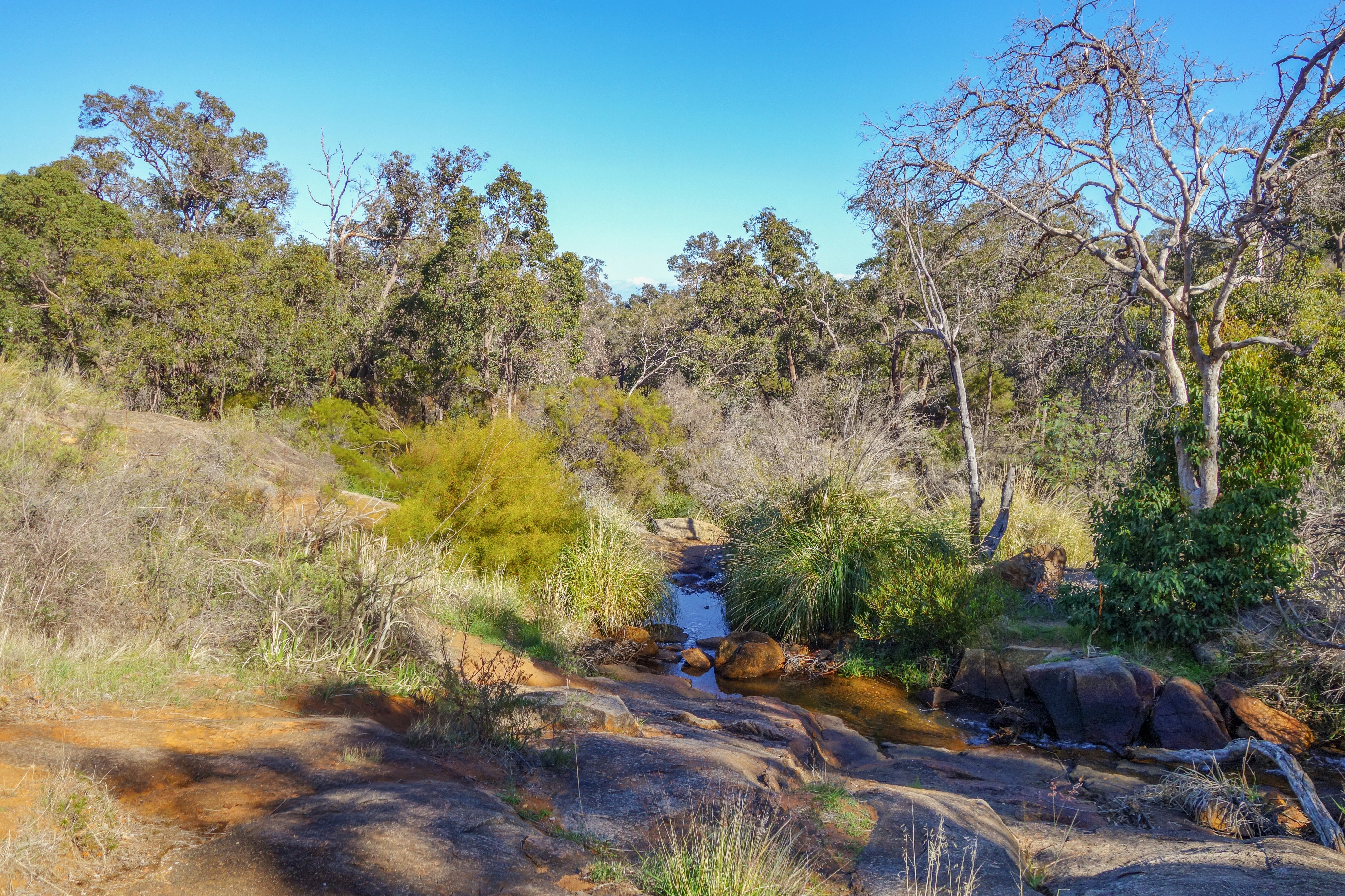 Riverbed Spotlight: A Quiet Canyon Frame Below the Canopy