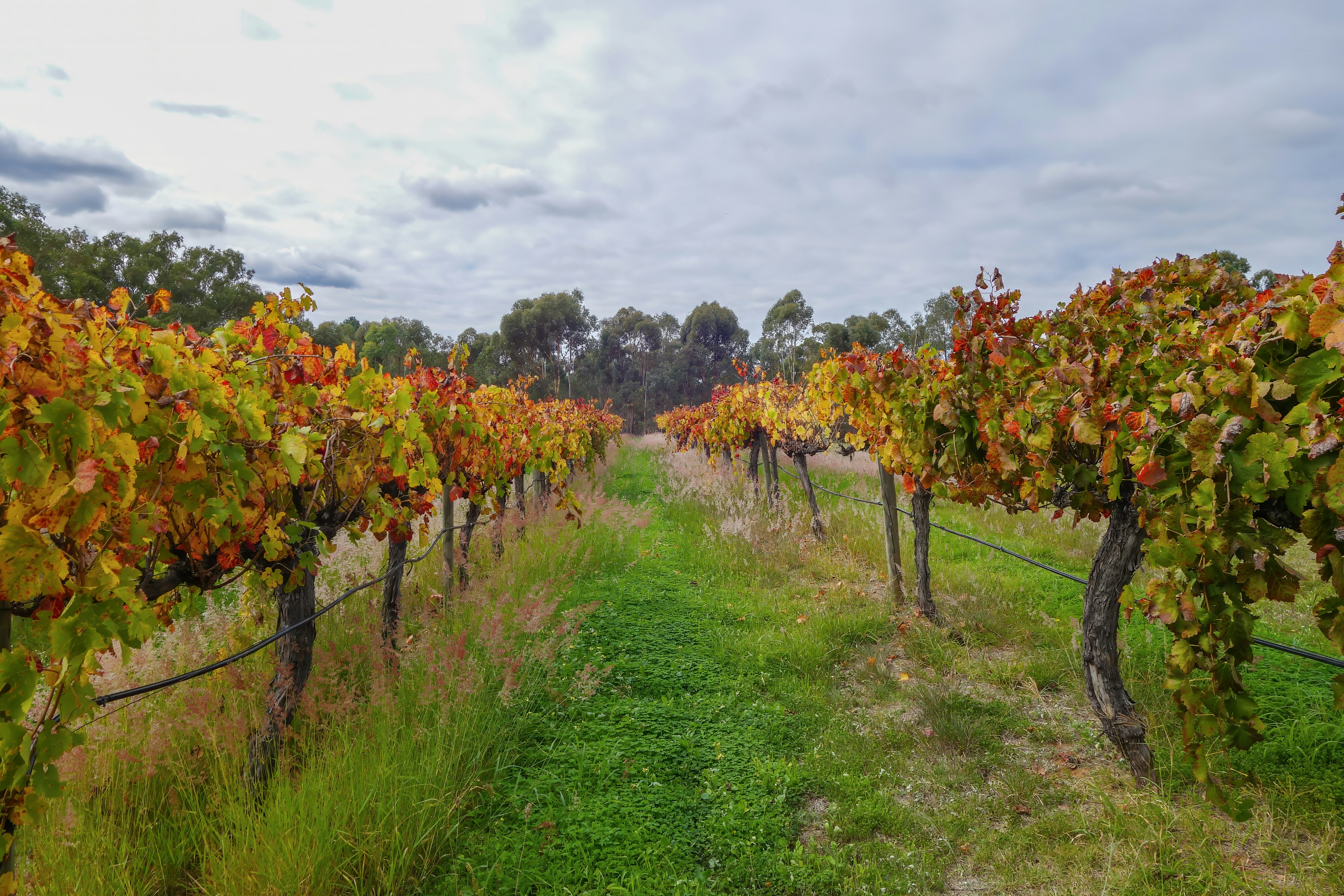 Rows of Autumn Grape Vines Leading to a Distant Horizon