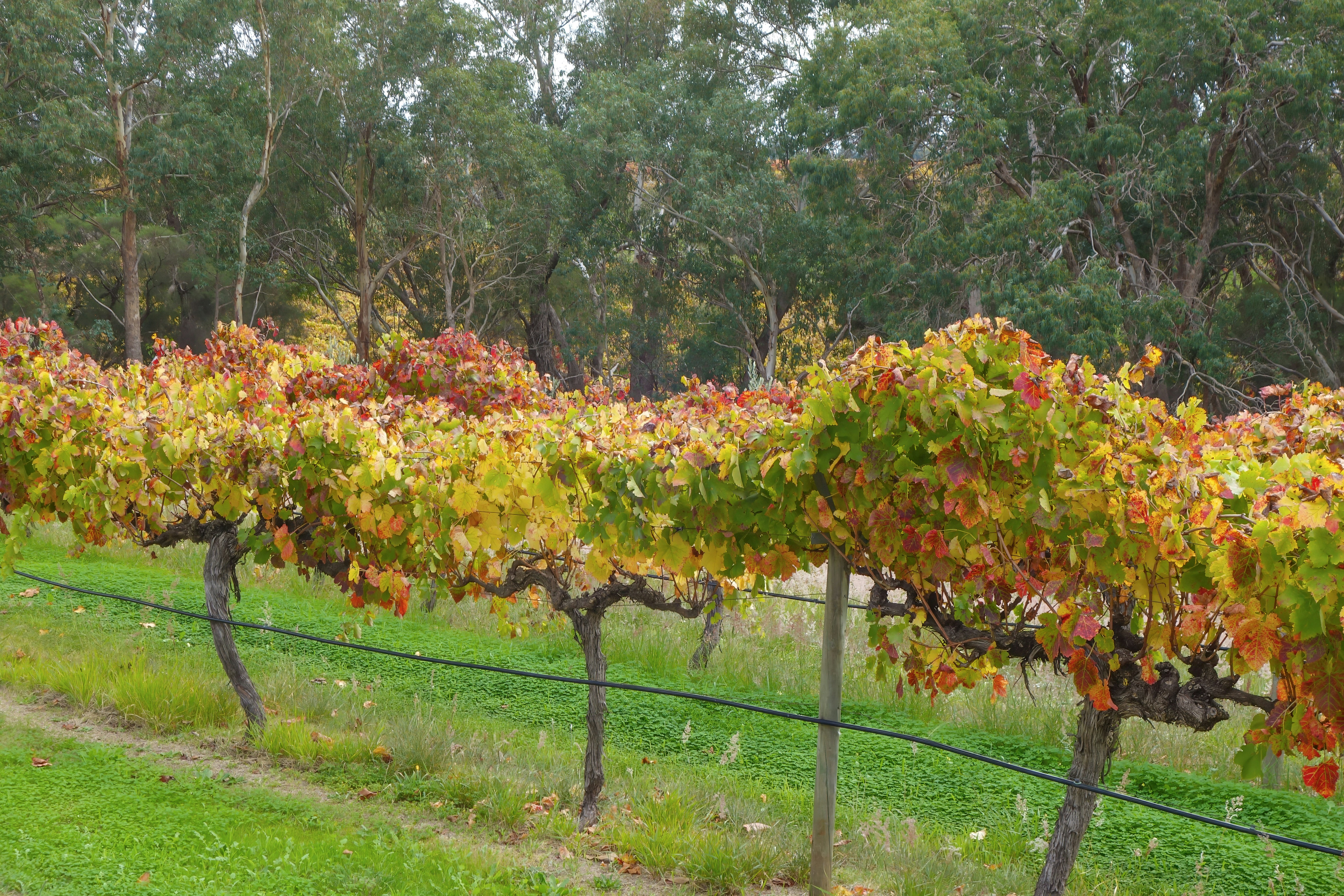 Autumn Rows: Vineyards Stretched Under a Dappled Sky