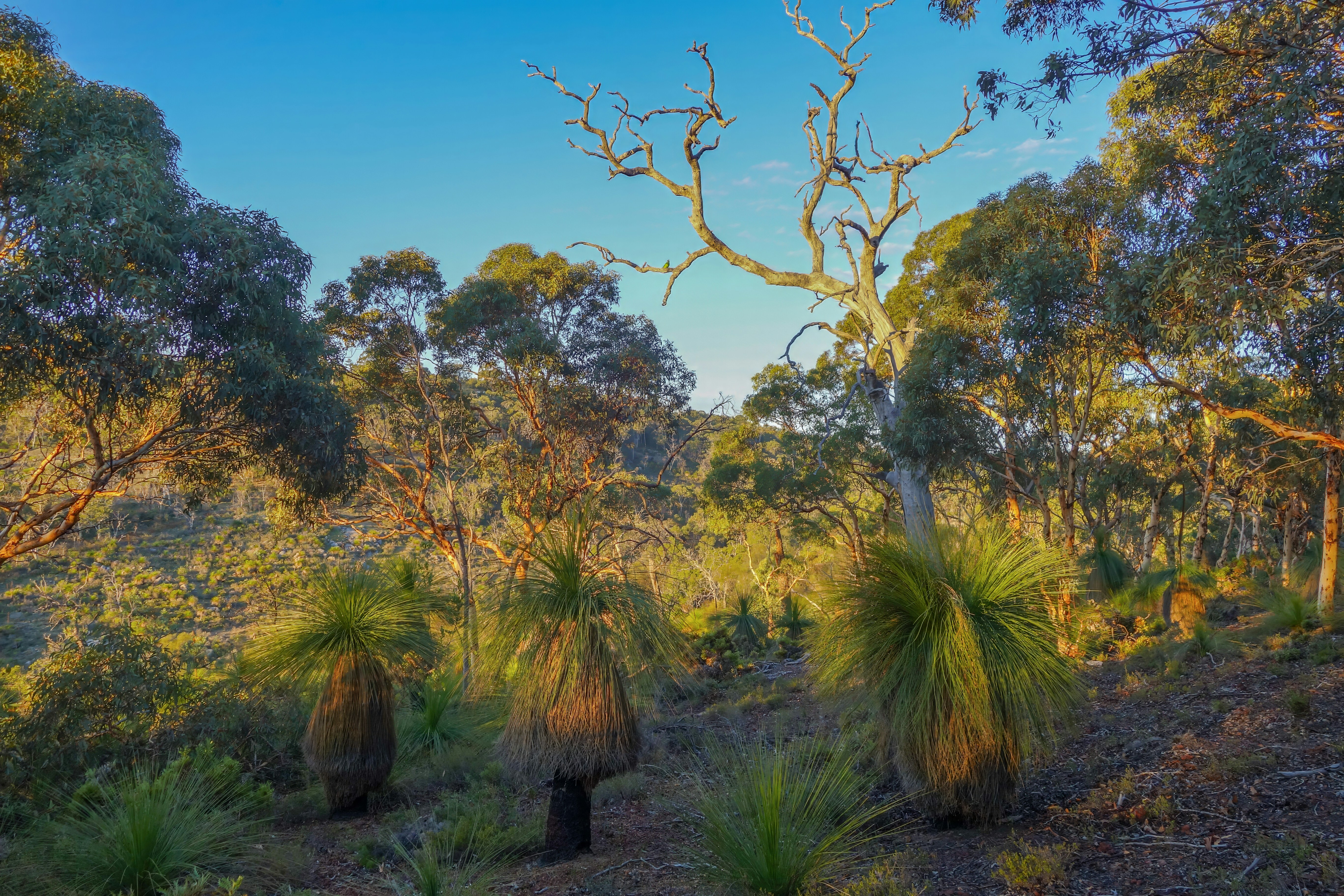 Australian bushland with grass trees under a clear blue sky.