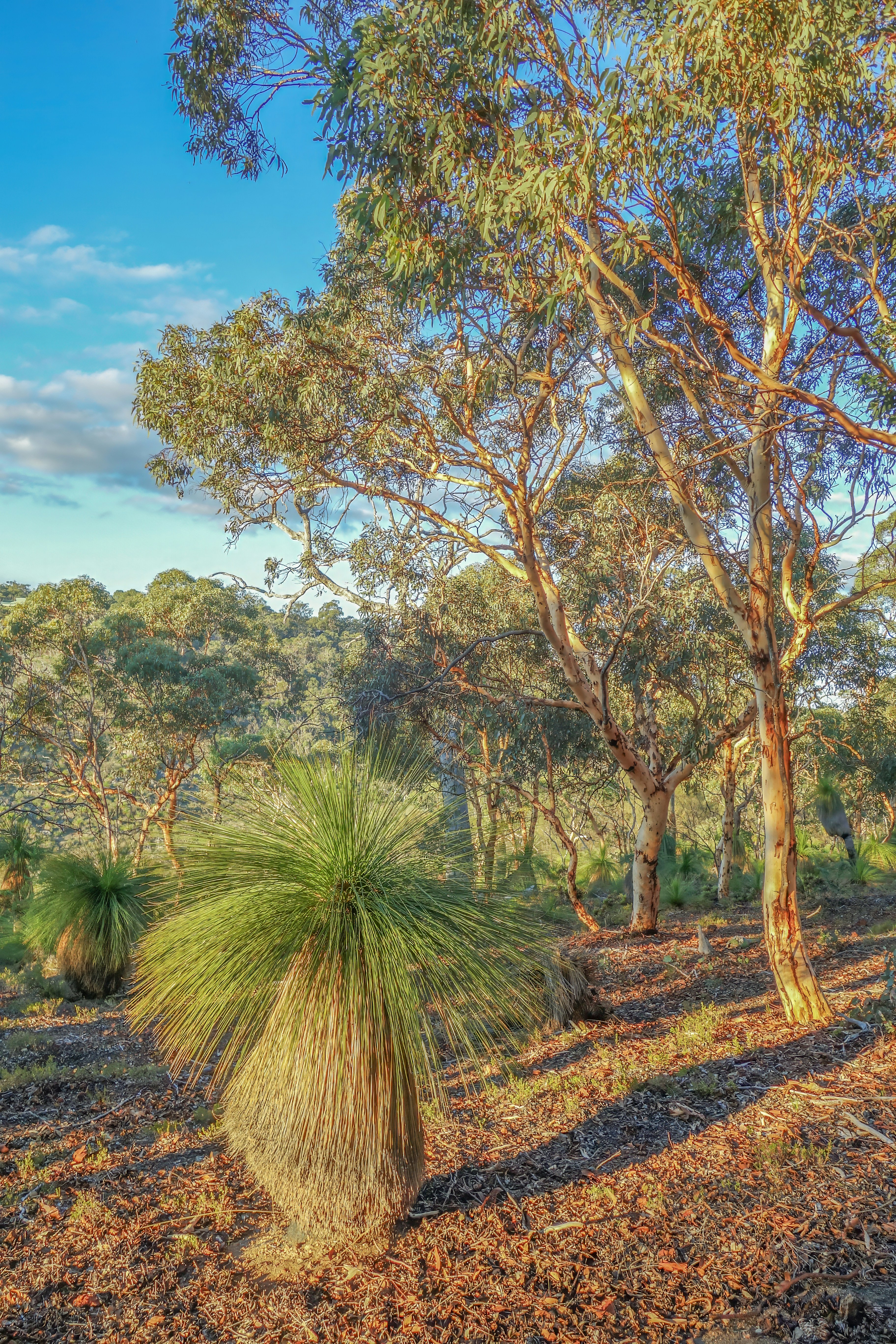 Desert Scrub Veil: Eucalyptus Shadows in Golden Light