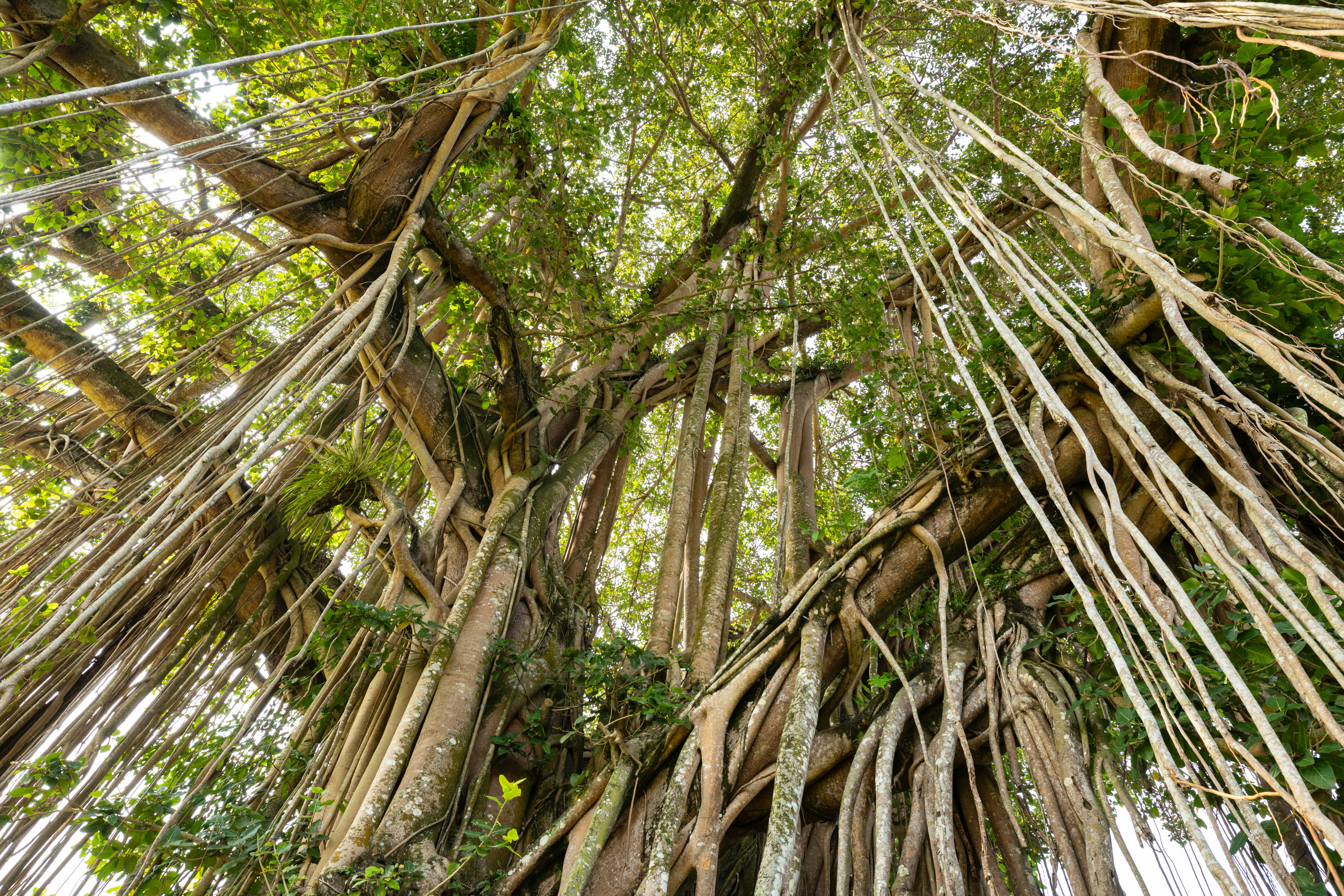 Massive banyan tree