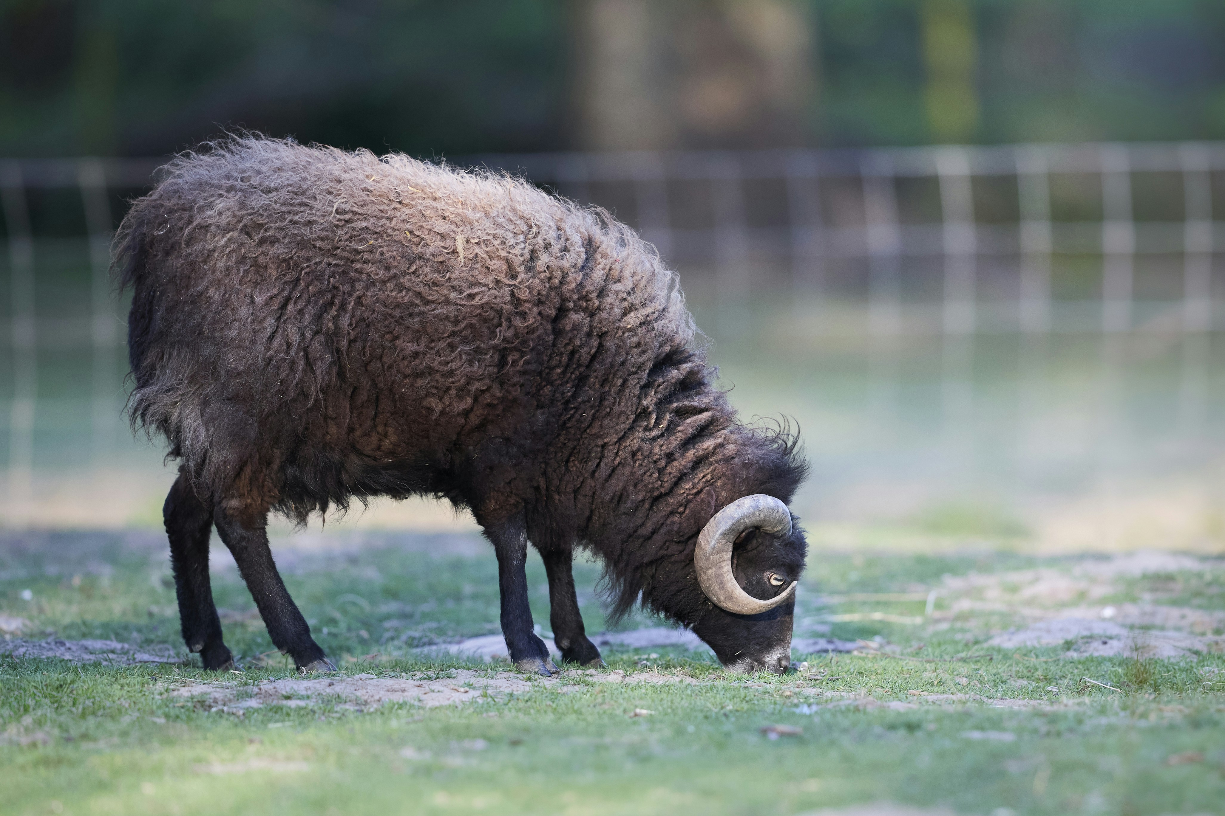 A Bison in the Field: Grazing Under the Quiet Fence