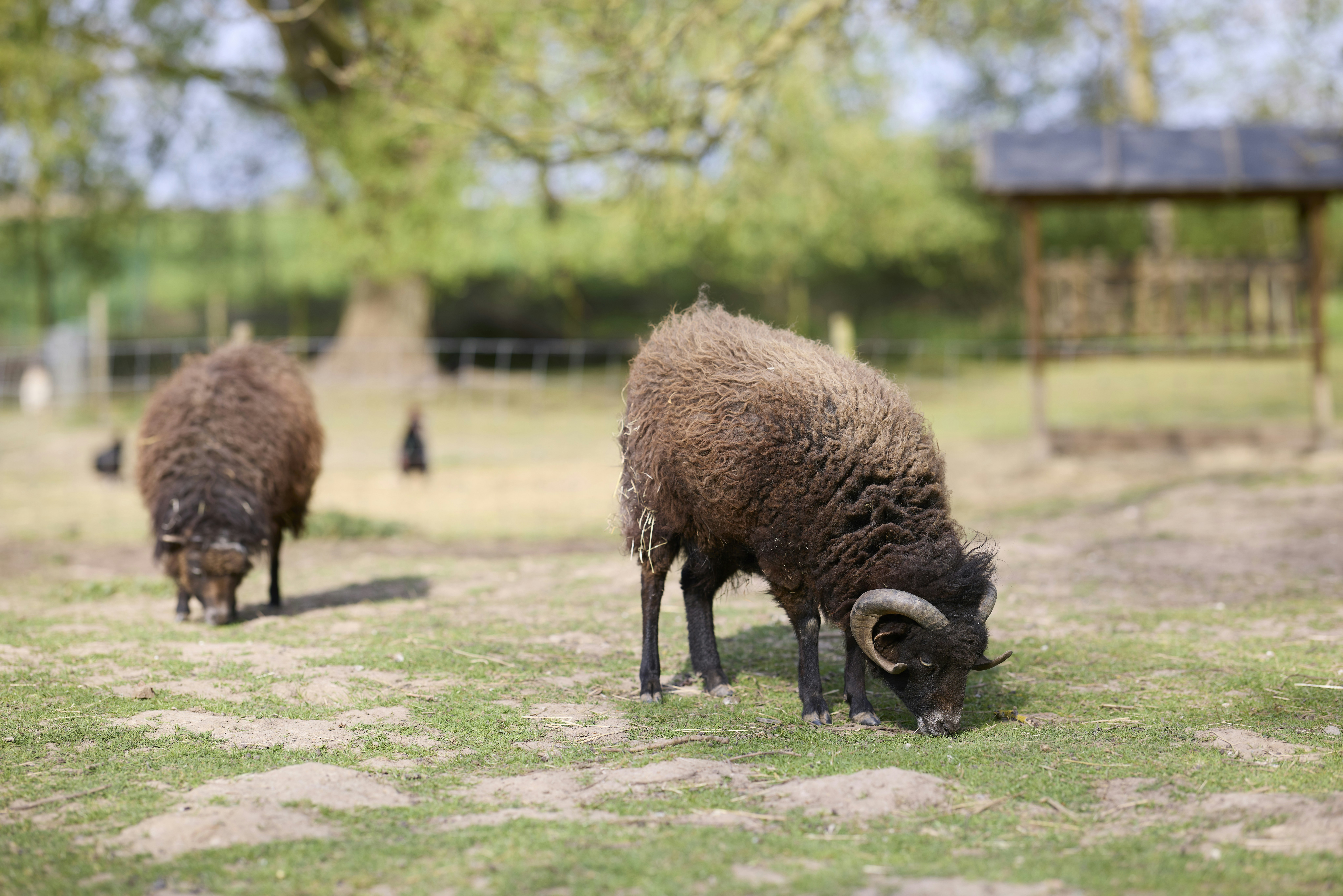 Grazing Bison of the Field: A Pair of Sheep in a Sunny Enclosure