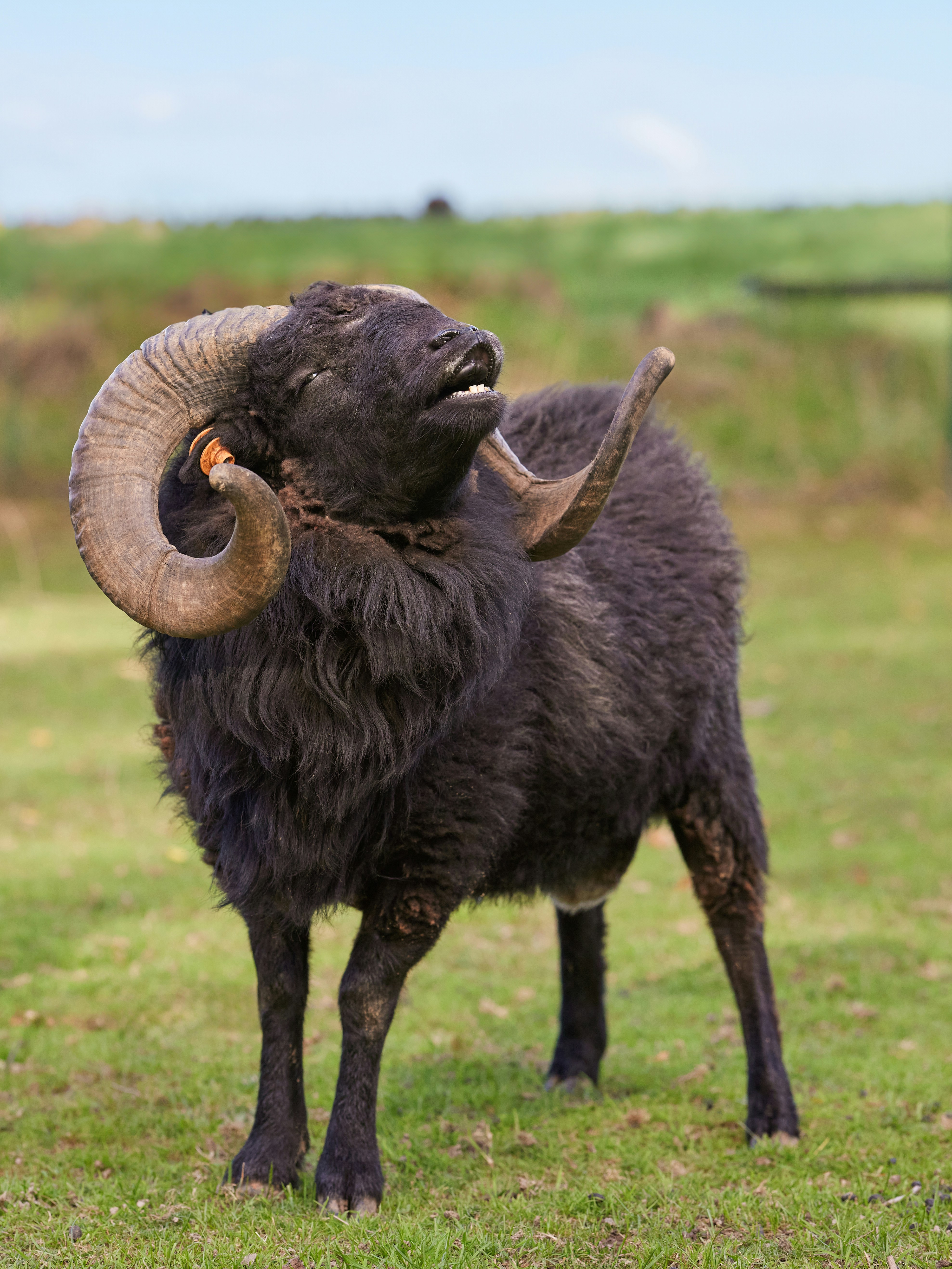 Rams without a pause: a bellowing guardian on the field