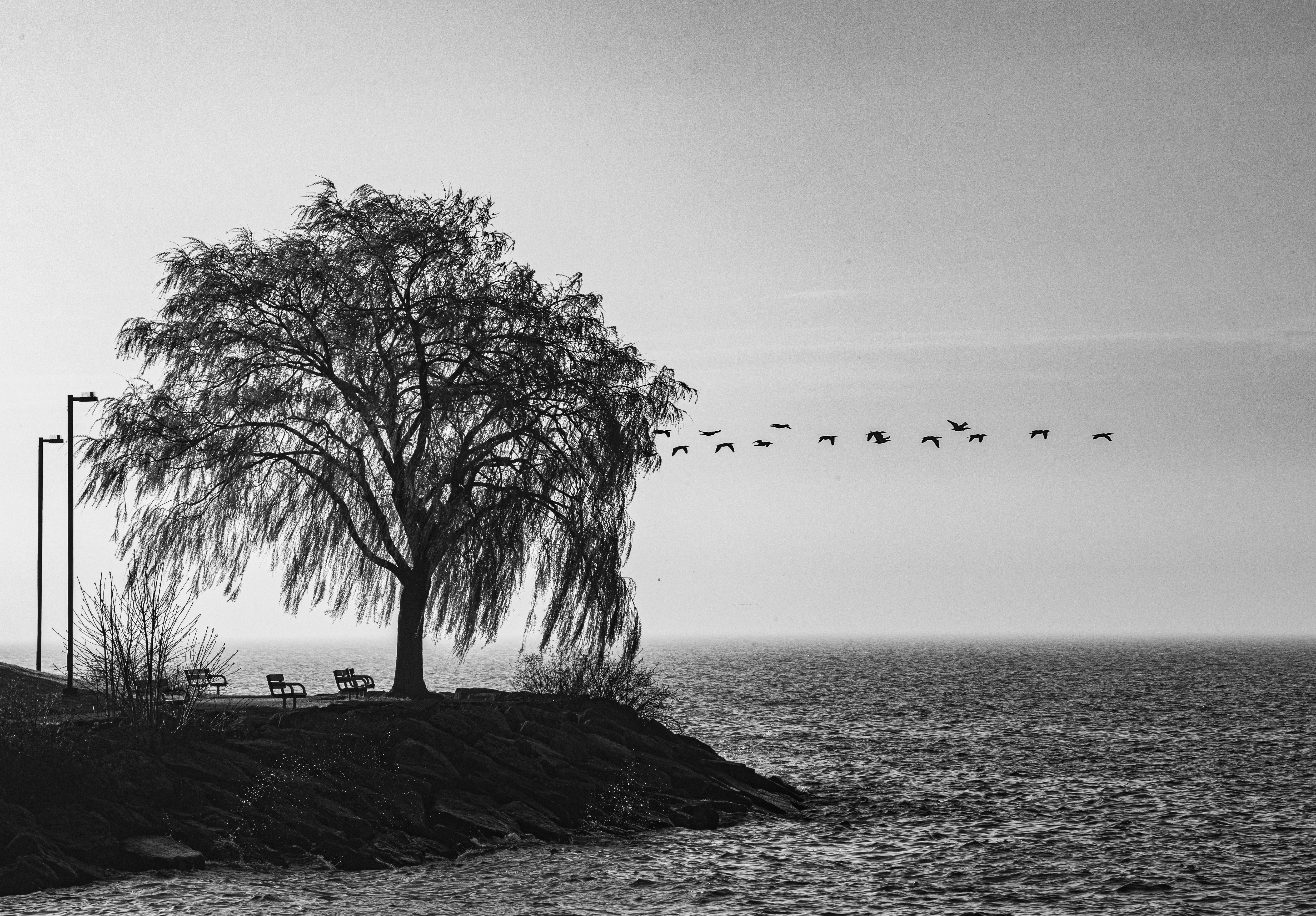 Lonely Willow at the End of the Pier