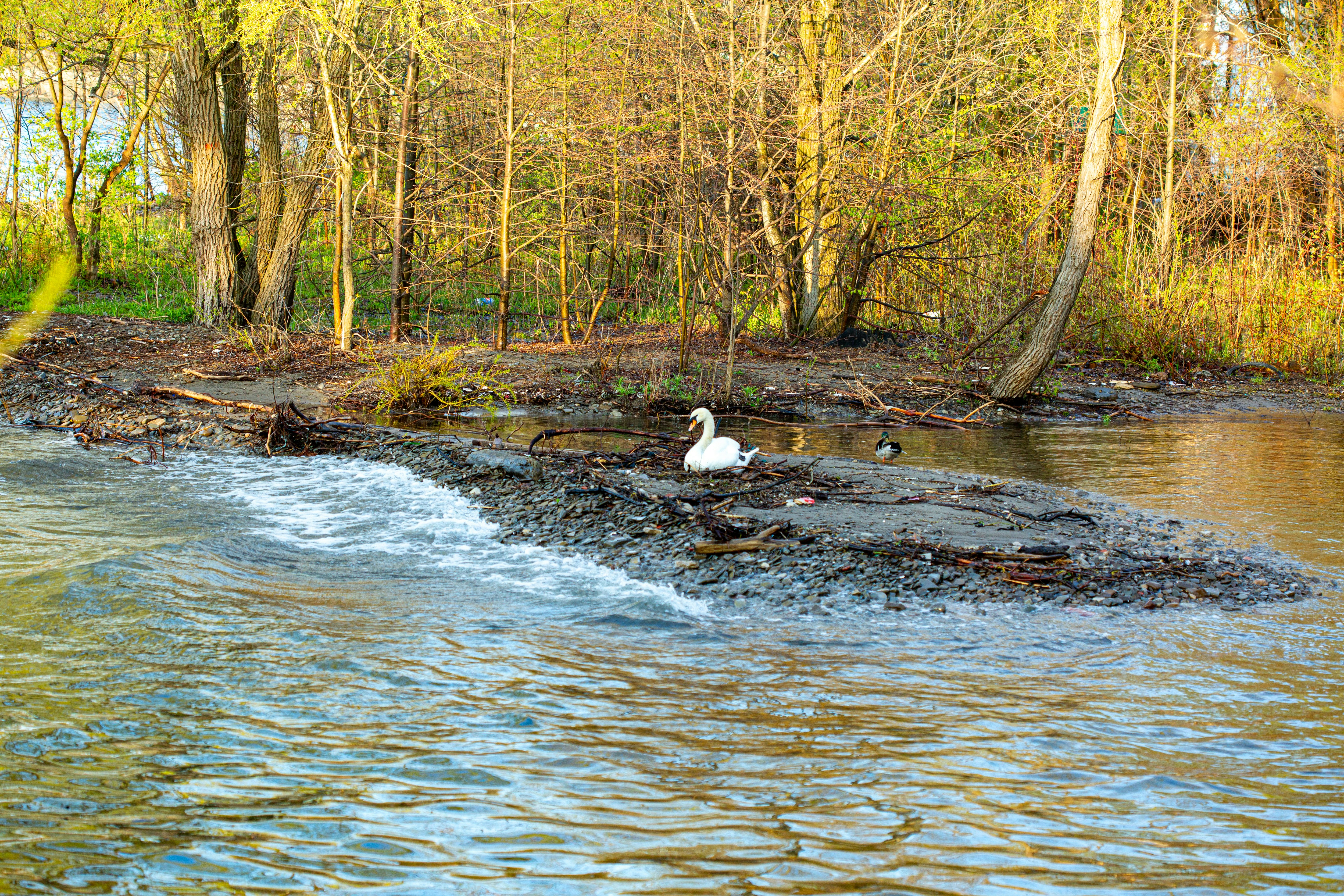 Island of Calm: A White Goose on the River’s Edge
