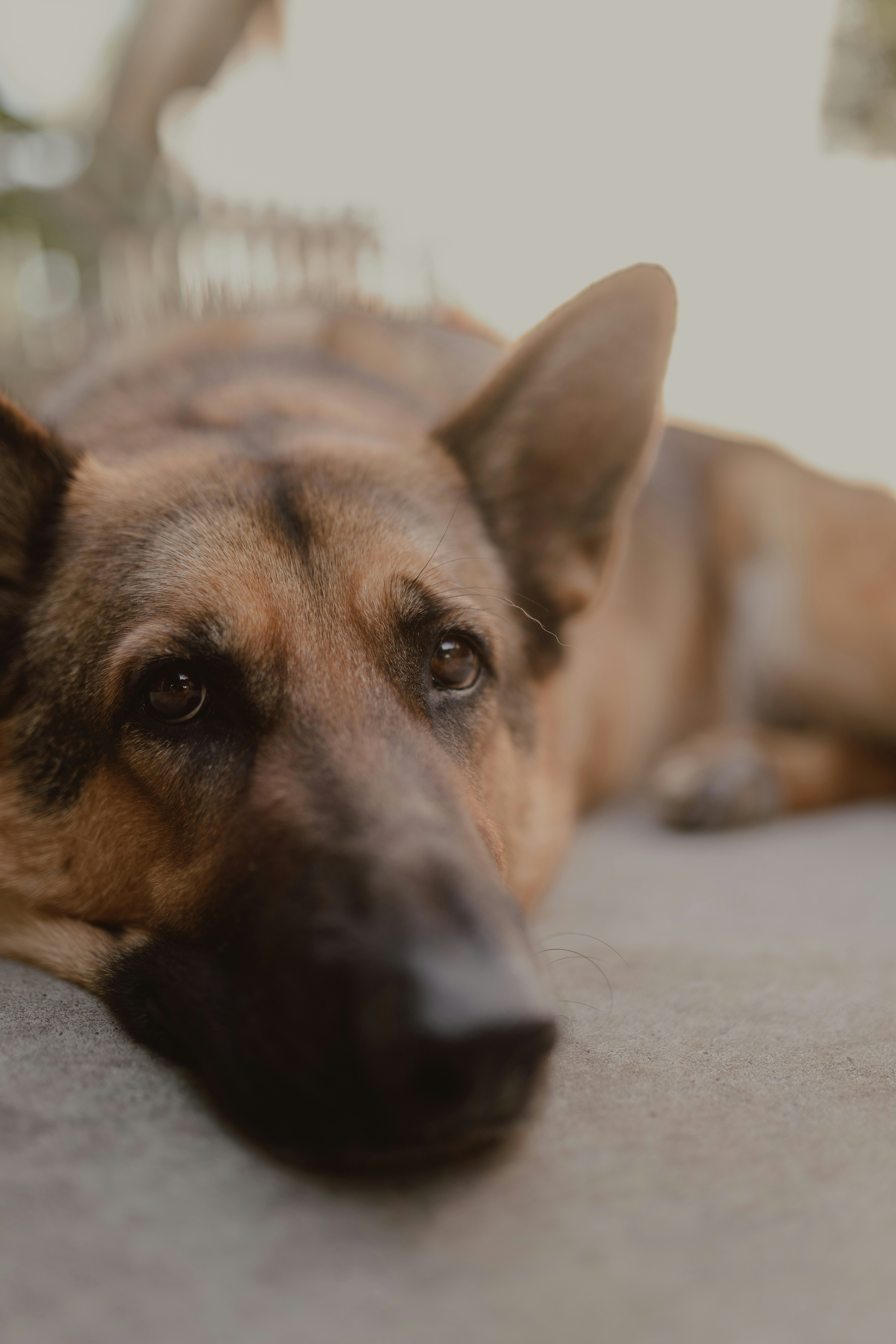 Close-Up of a Resting German Shepherd’s Expressive Gaze
