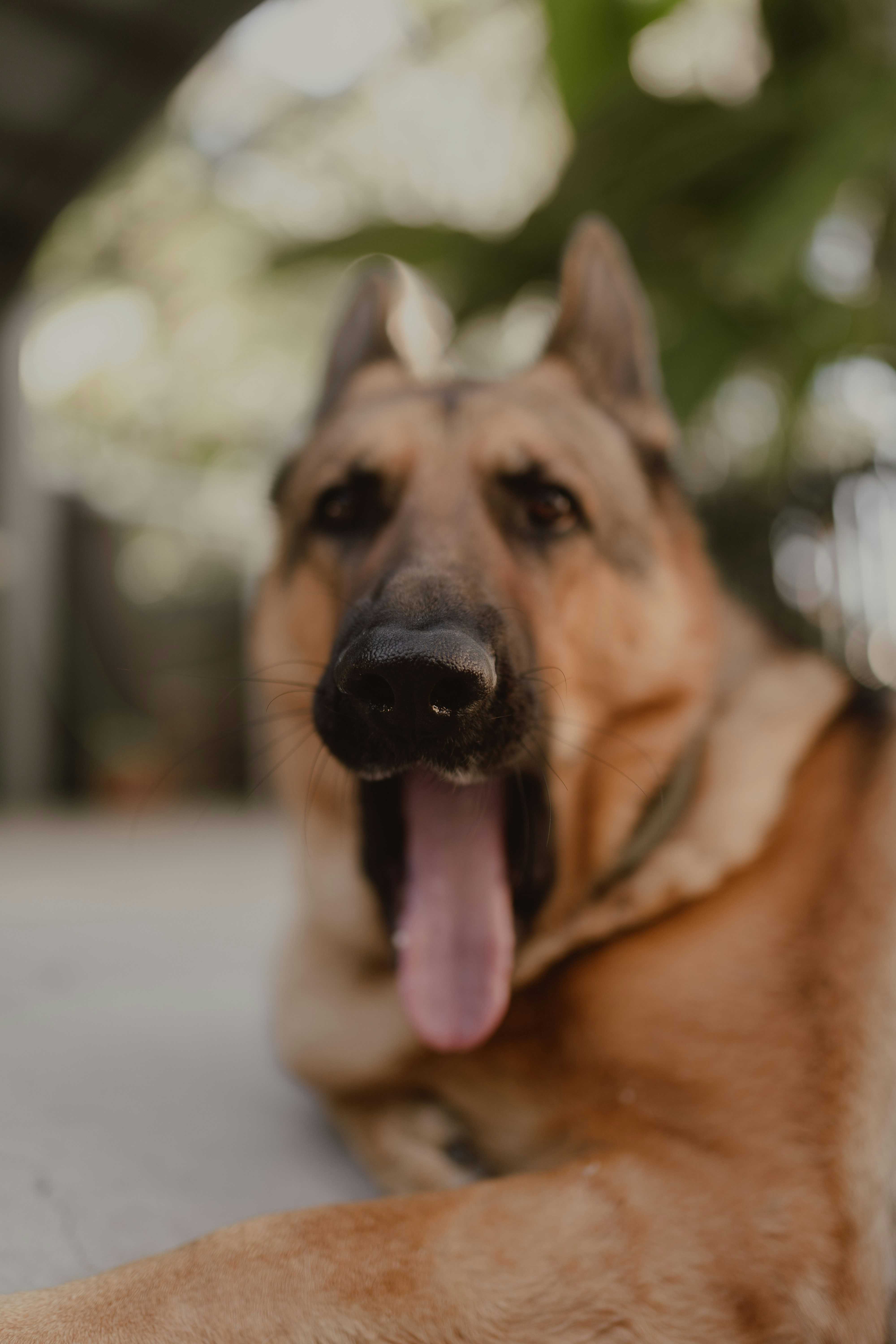 A german shepherd dog yawning with its tongue out.