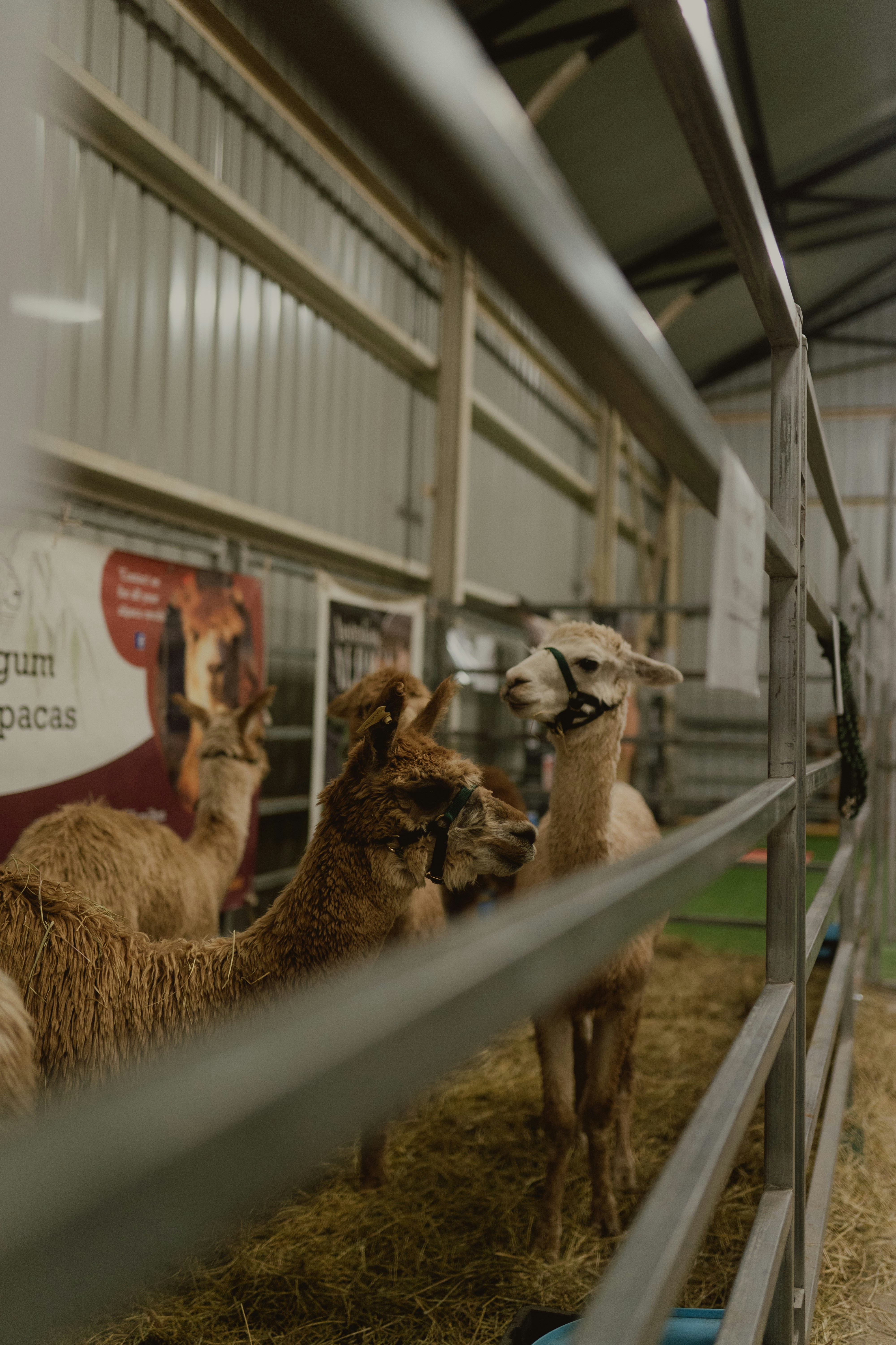 Alpaca Social: A Quiet Turn Toward the Camera in the Barn